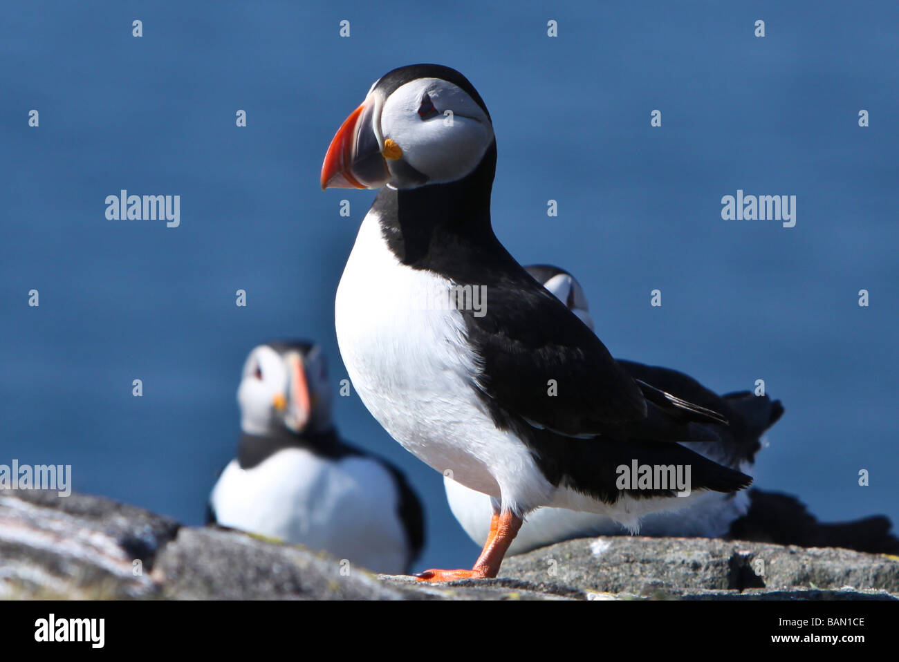 Puffins on the Isle of May, Firth of Forth, Fife, Scotland Stock Photo ...