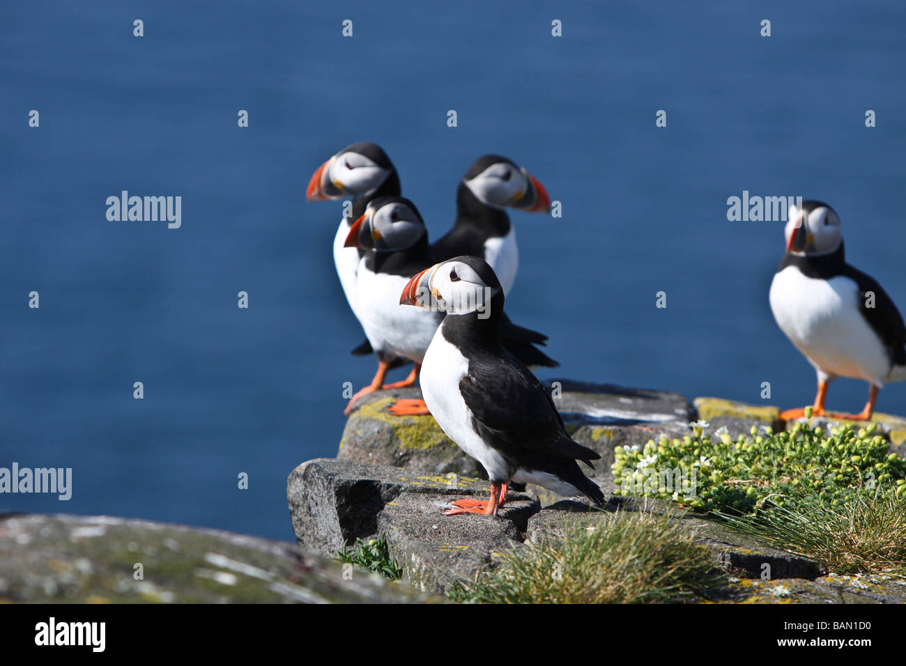 Puffins on rocks on the Isle of May, Firth of Forth, Fife, Scotland ...
