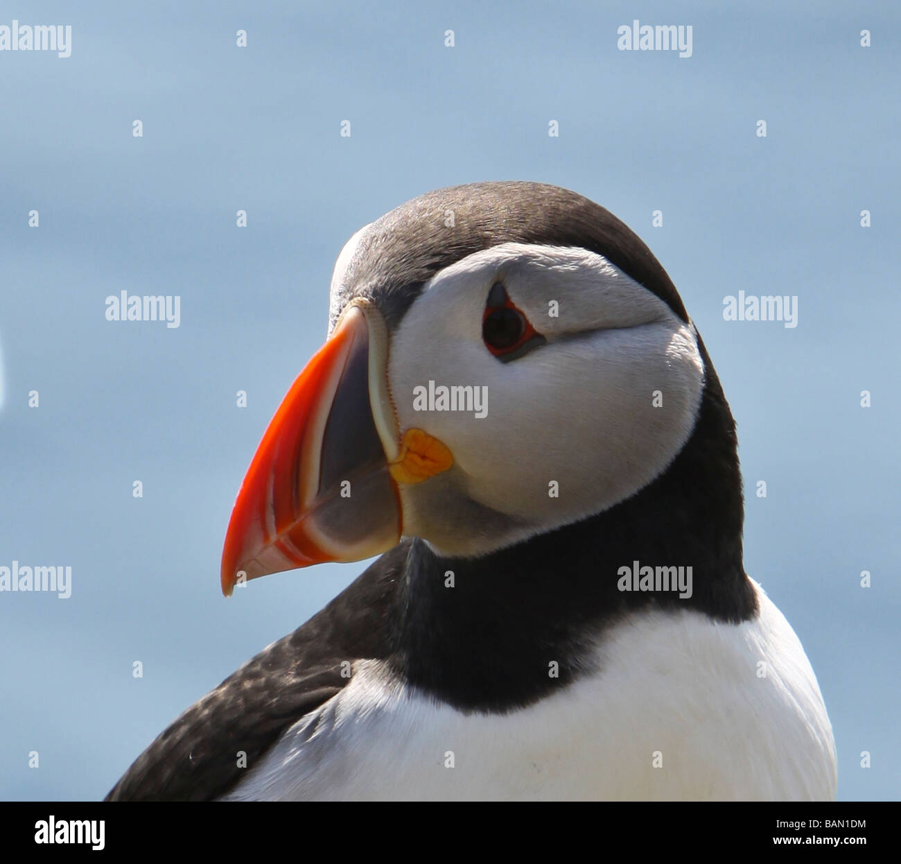 Puffin on the Isle of May, Firth of Forth, Fife, Scotland Stock Photo ...