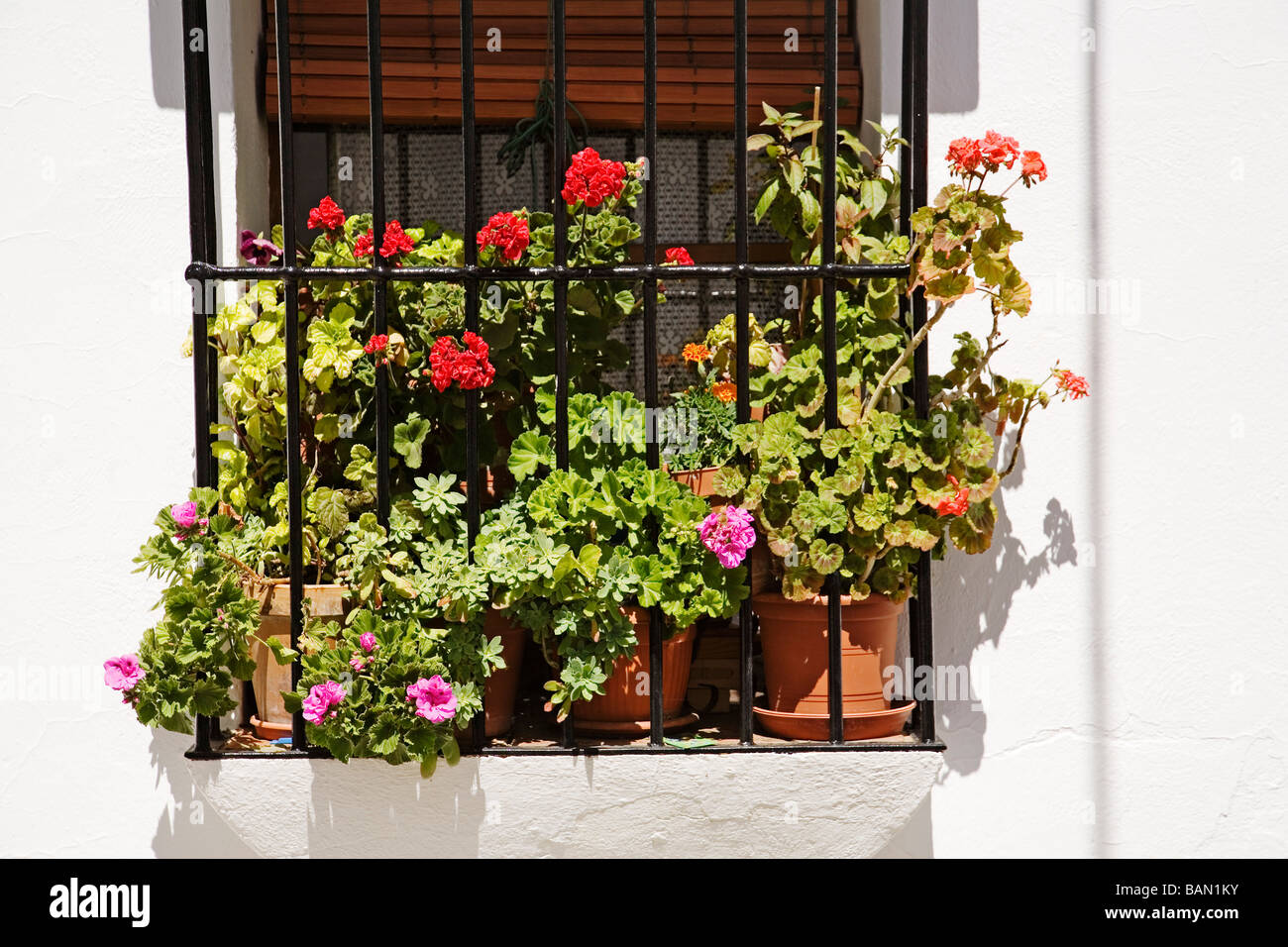 Grille with Flowers in Grazalema White Village Sierra de Cadiz ...
