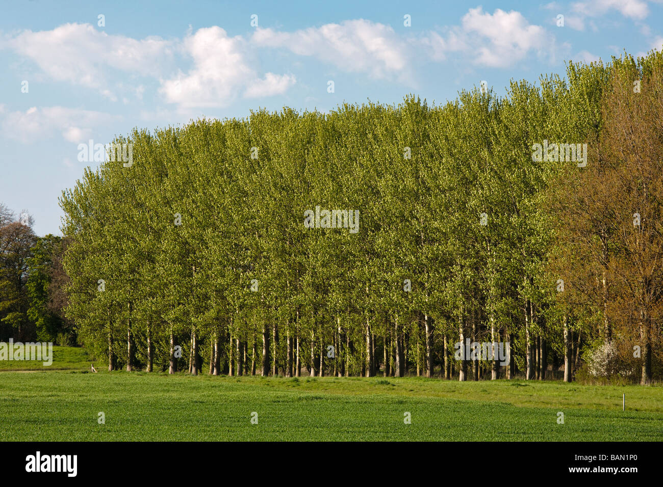 Poplar Tree Palantation, Burton Agnes, East Yorkshire, England, UK ...