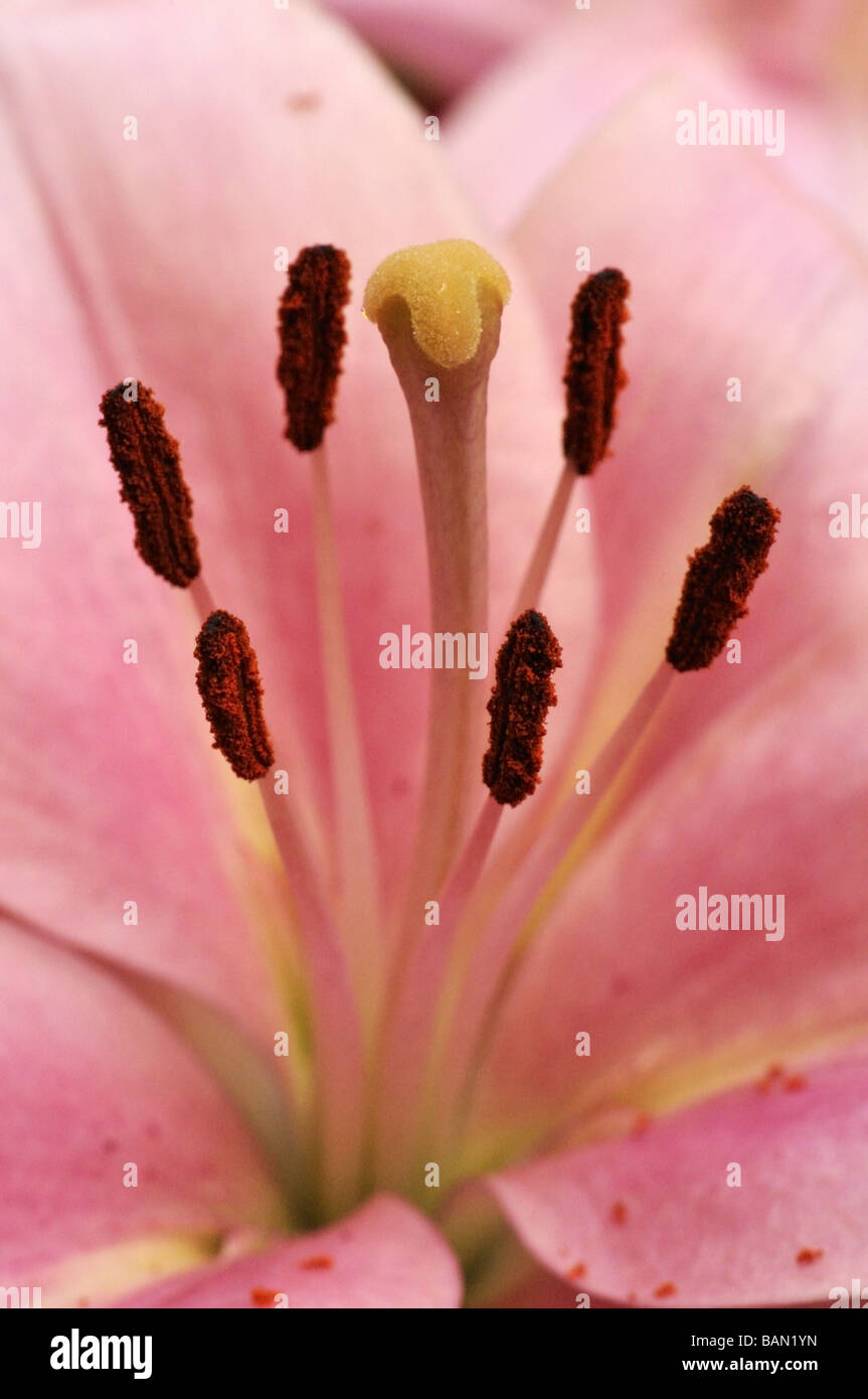 Lilium stigma and stamens Stock Photo - Alamy