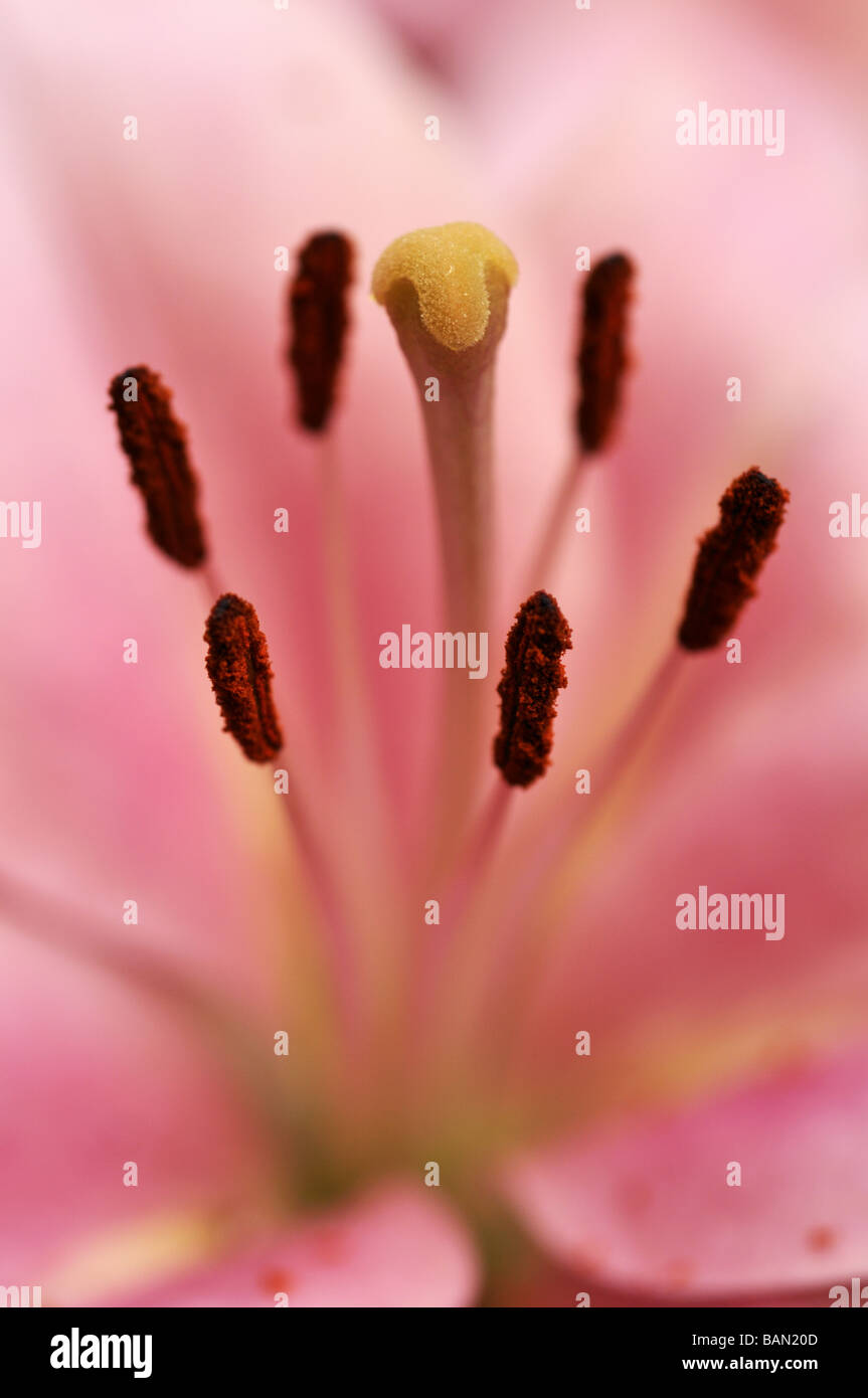 Lilium stigma and stamens Stock Photo - Alamy