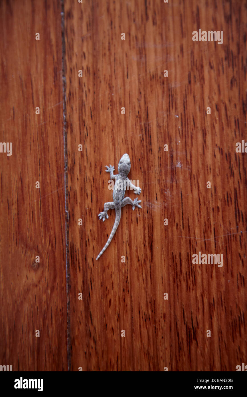 small lizard on solid wood floor background Stock Photo - Alamy