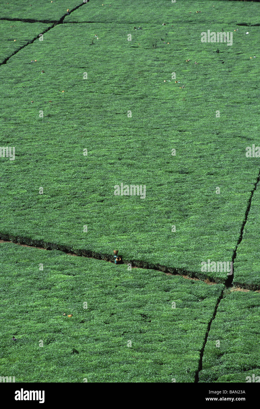 Tea estates near Gishwati forest western Rwanda Stock Photo - Alamy