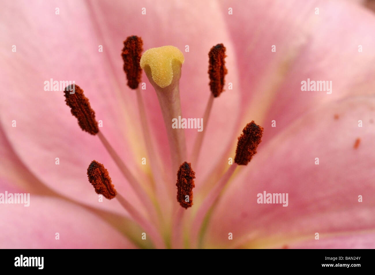 Lilium stigma and stamens Stock Photo - Alamy