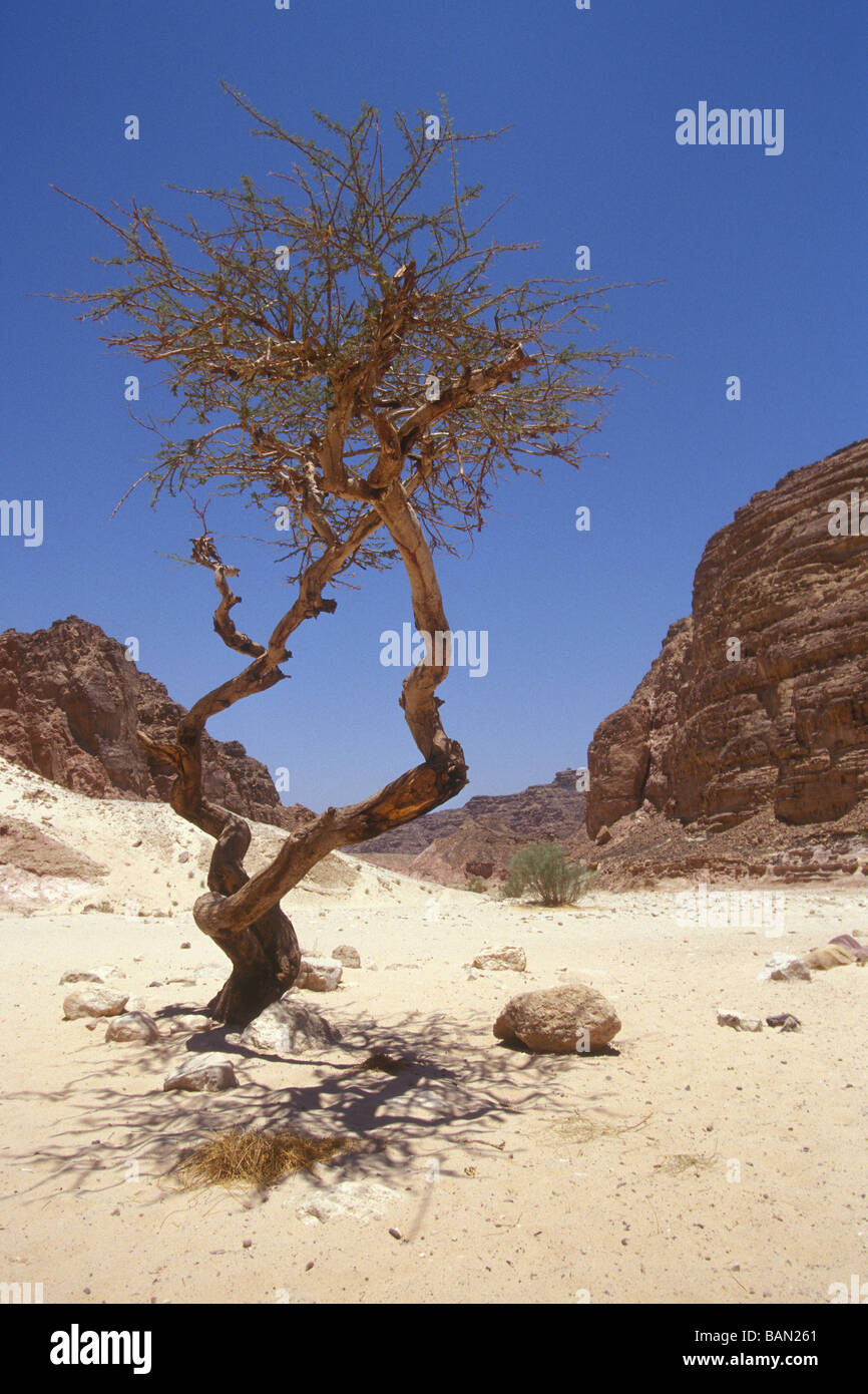Colored canyon sinai egypt hi-res stock photography and images - Alamy