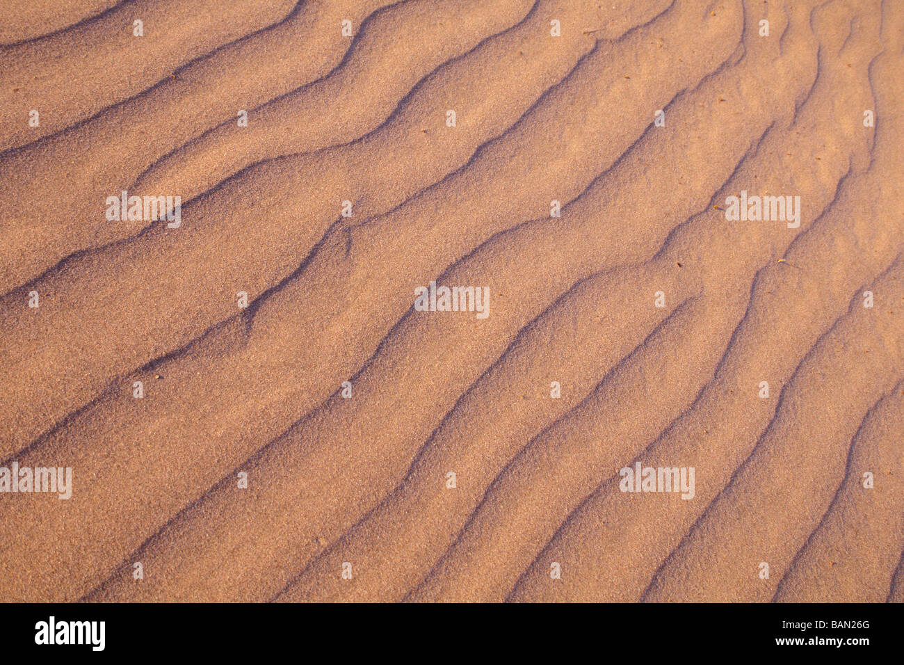 Sand in Desert Sinai Egypt Stock Photo - Alamy