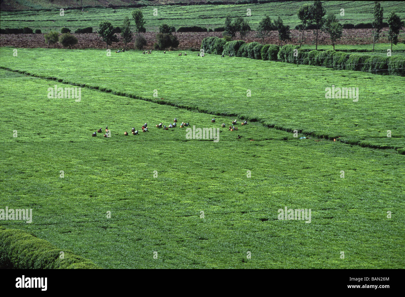 Tea estates near Gishwati forest western Rwanda Stock Photo - Alamy