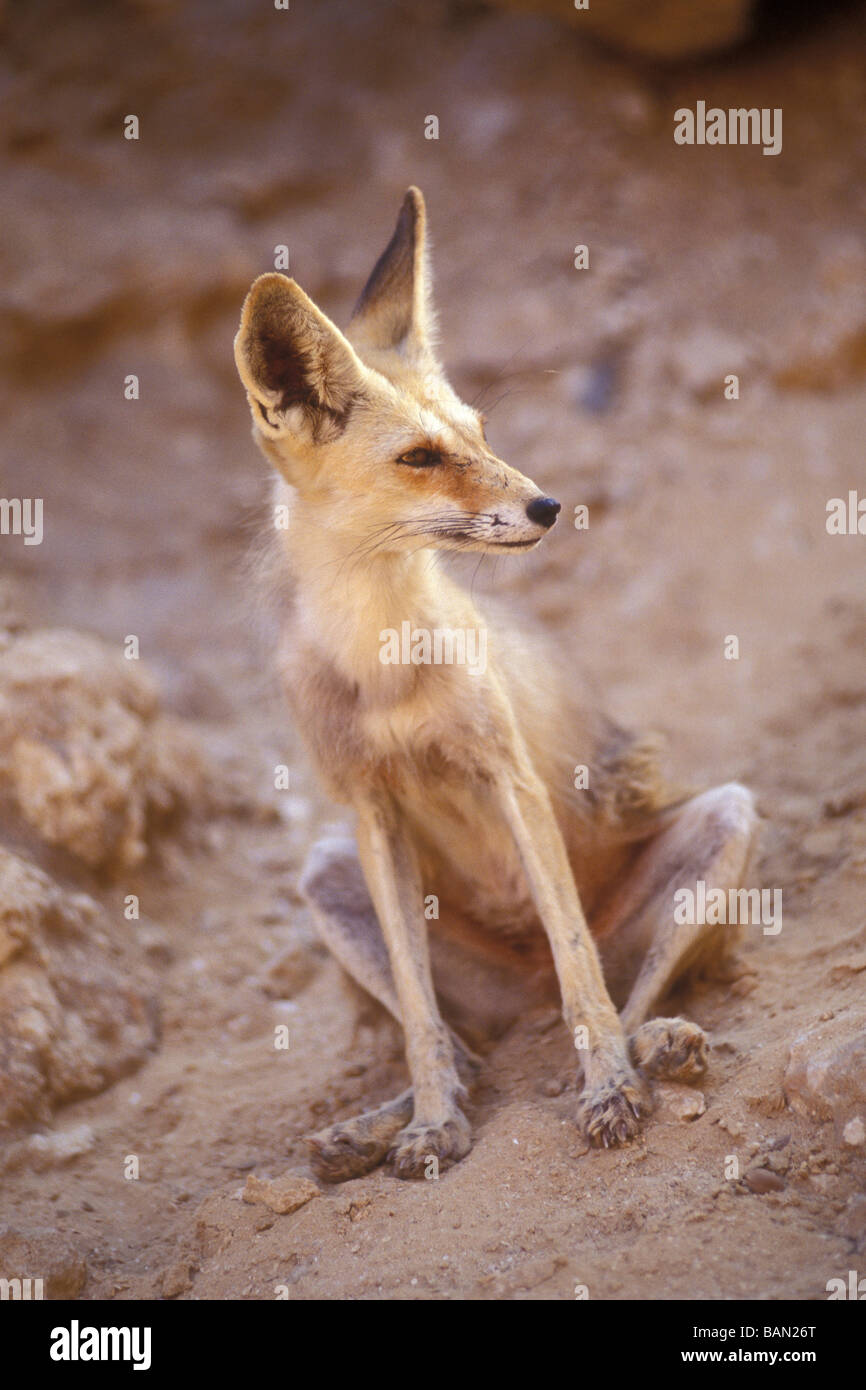 Fennec Fox Vulpes zerda Sinai Egypt Stock Photo - Alamy