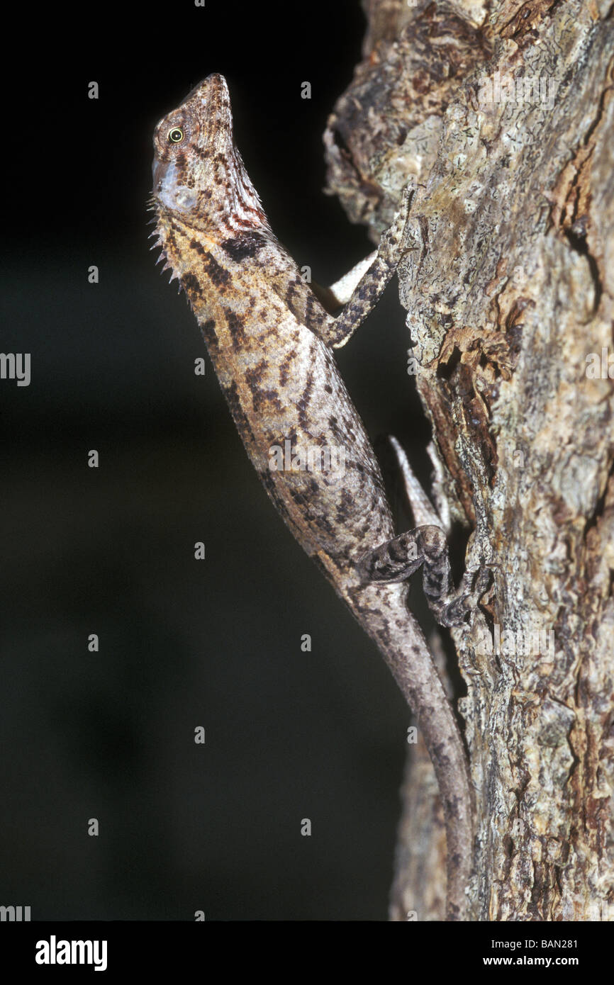 Oriental Garden Lizard Calotes versicolor Ellaidhoo Ari Atoll Maldives ...