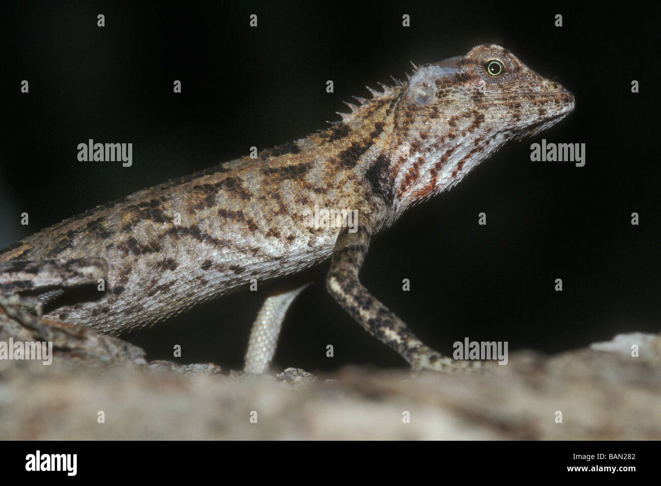 Oriental Garden Lizard Calotes versicolor Ellaidhoo Ari Atoll Maldives ...
