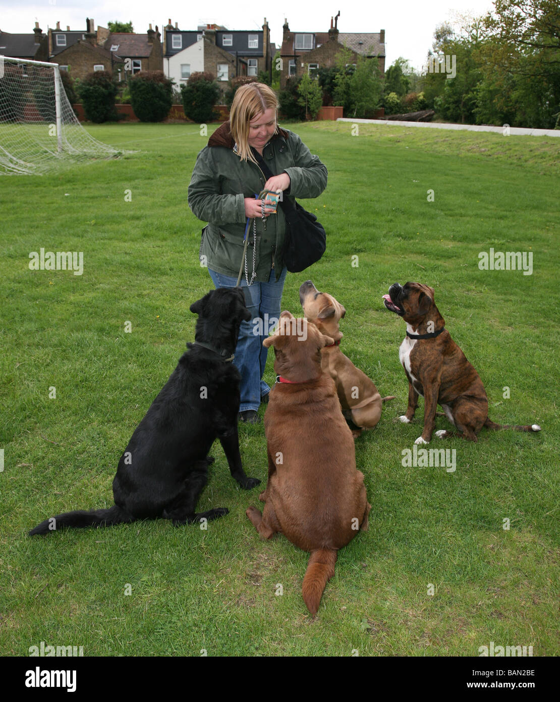 Dogs on short leads hi-res stock photography and images - Alamy
