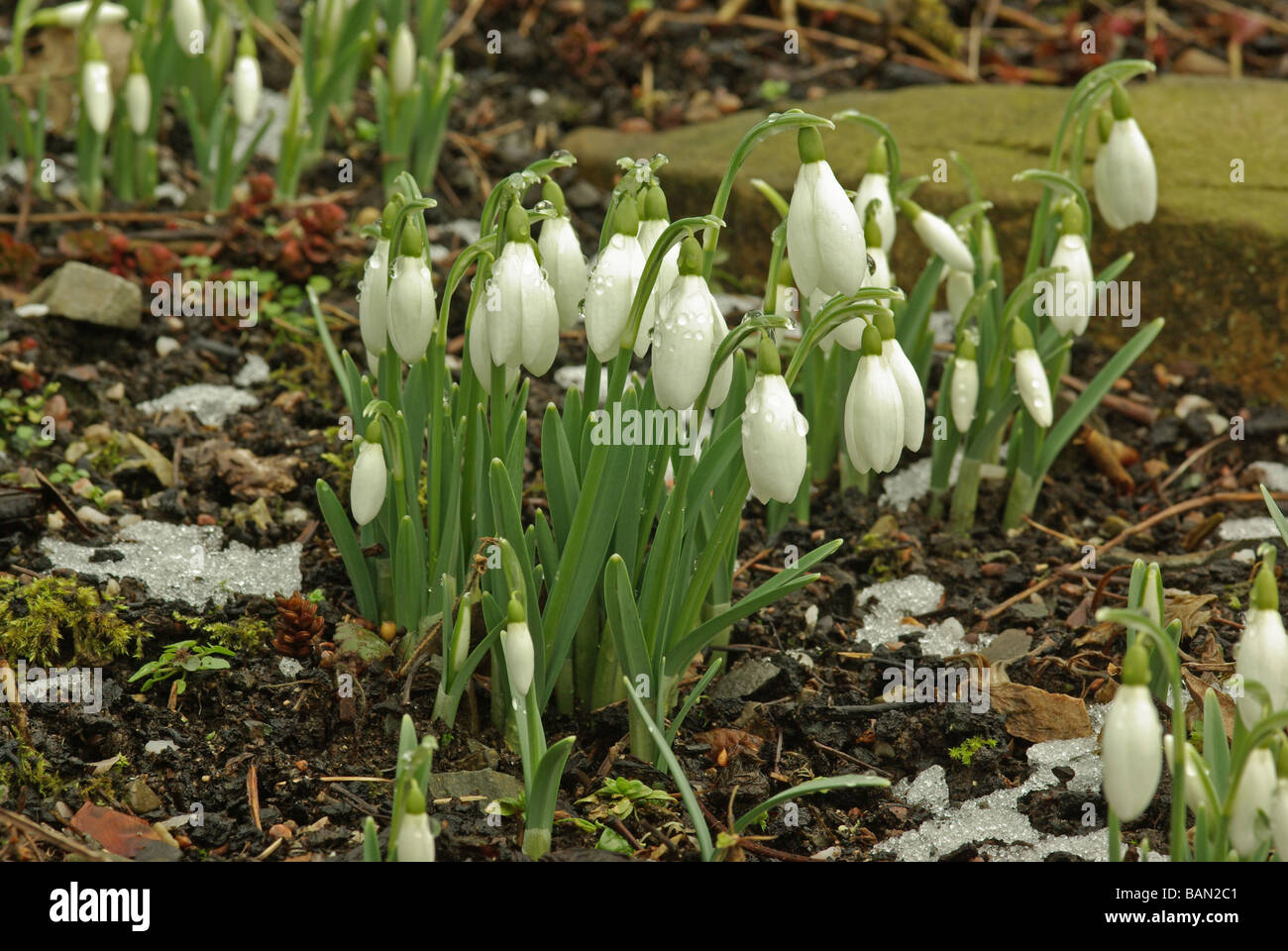 Snowdrops - Galanthus nivalis Stock Photo - Alamy