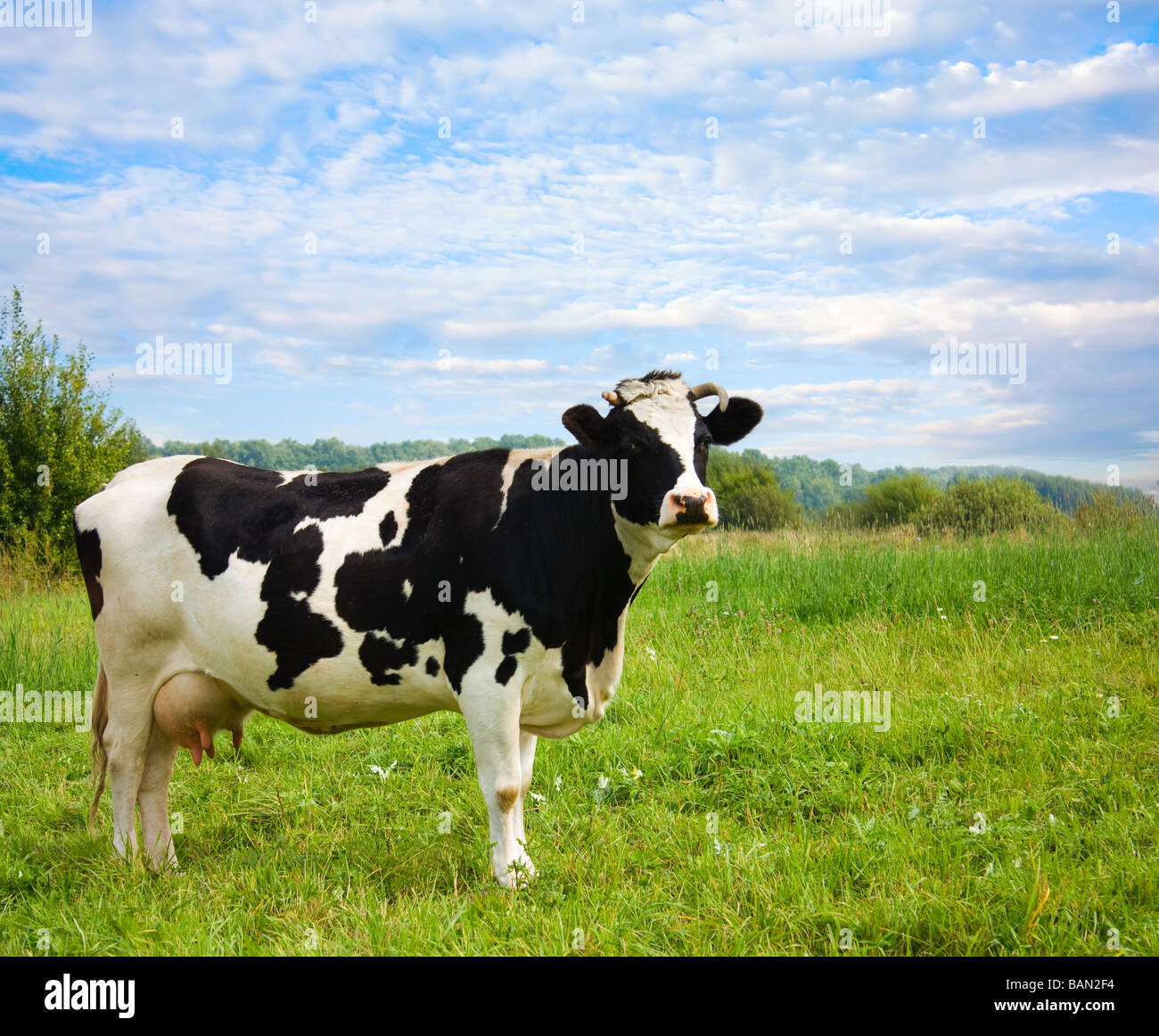 cow on meadow Stock Photo - Alamy