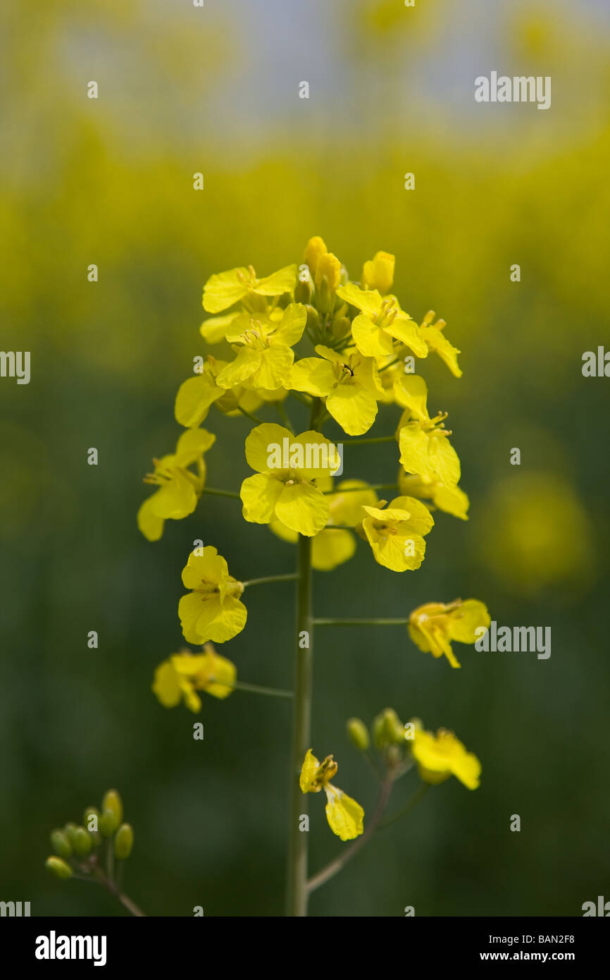 Rape seed close up Stock Photo - Alamy