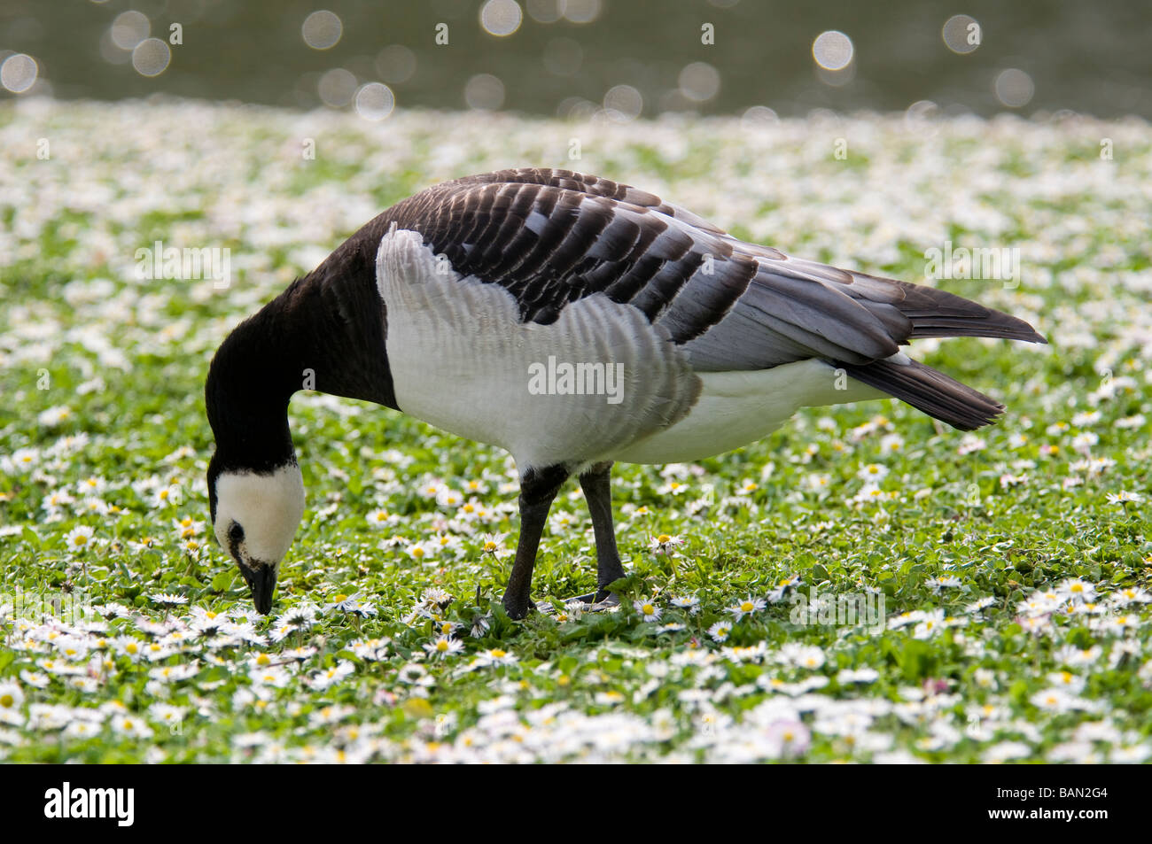 Barnacle Goose grazing in a field of daisies Stock Photo - Alamy