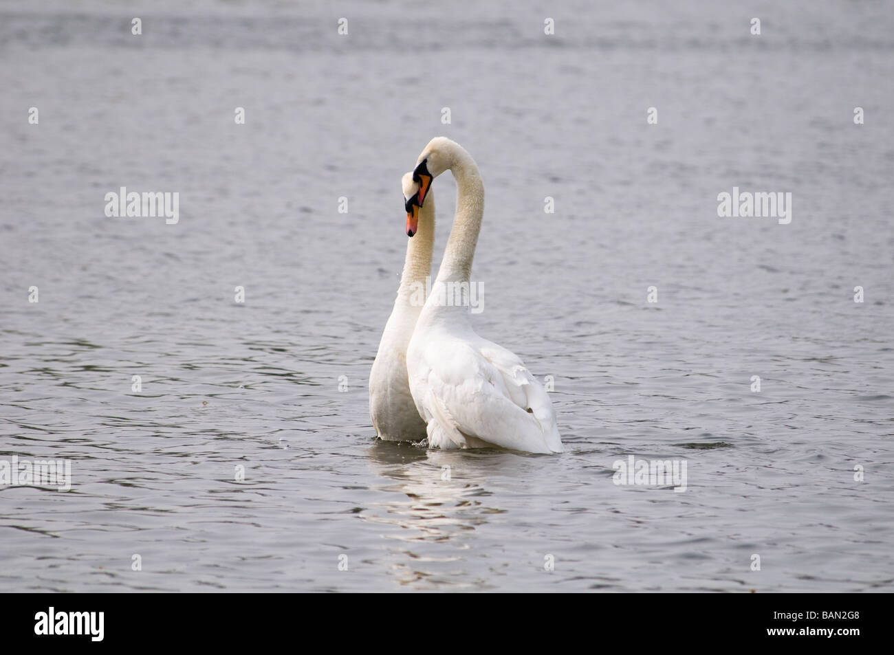 Courting flight hi-res stock photography and images - Alamy