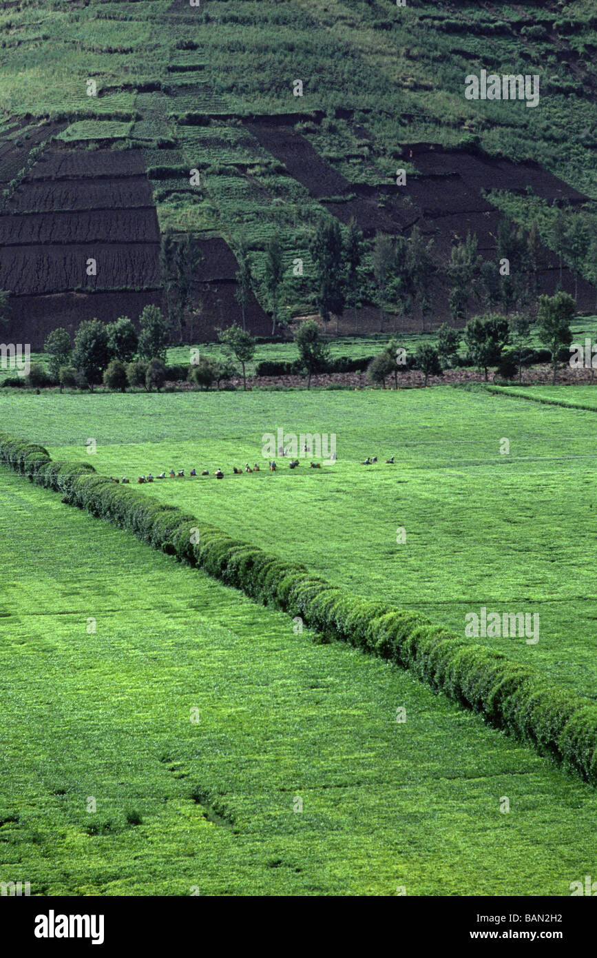 Tea estates near Gishwati forest western Rwanda Stock Photo - Alamy