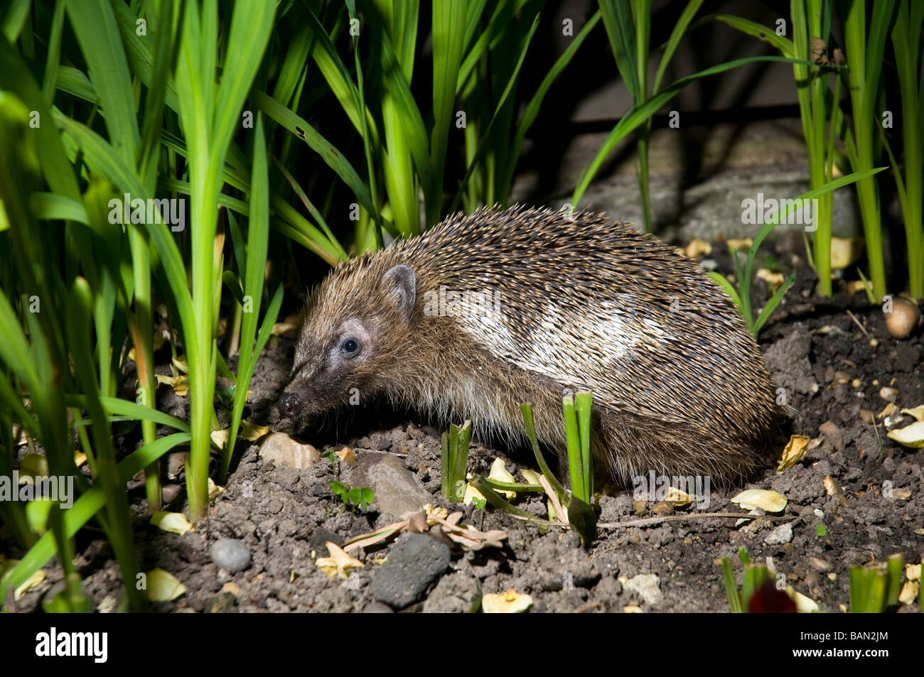 Mammal prickle hedgehog insectivore hi-res stock photography and images ...