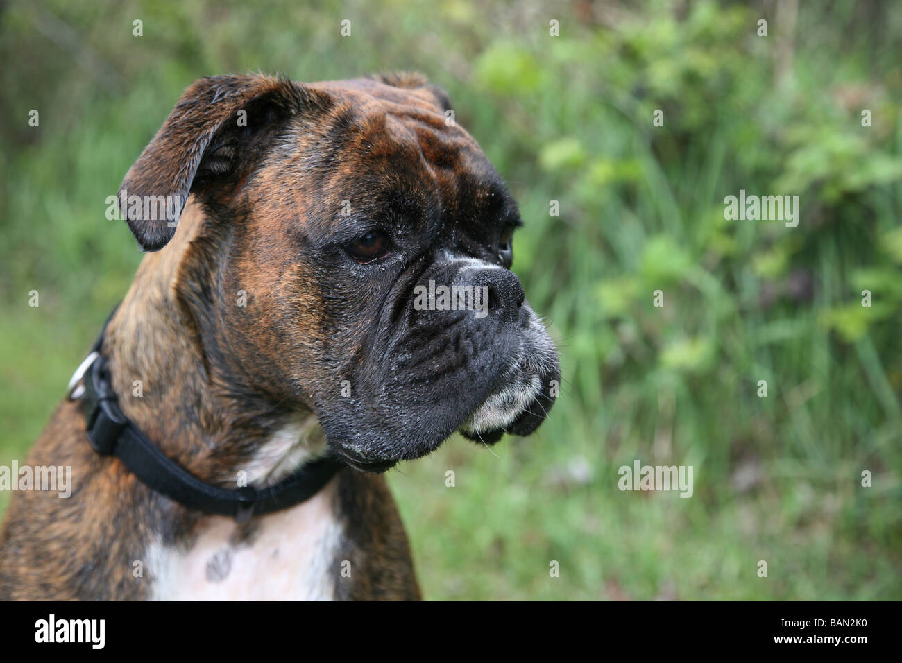 Boxer short haired hi-res stock photography and images - Alamy