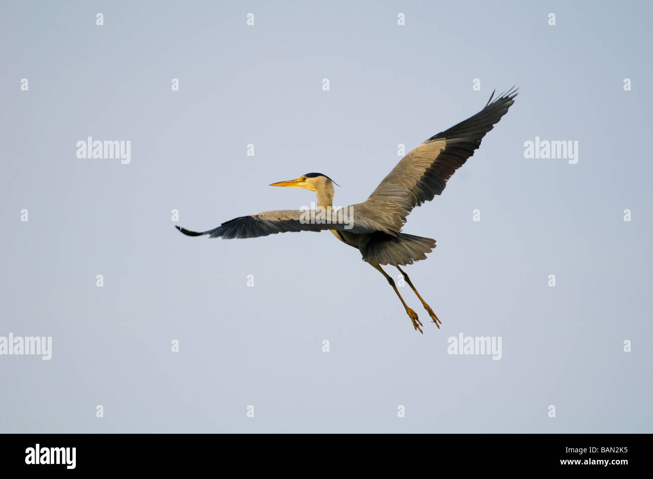 Grey Heron in flight Stock Photo - Alamy