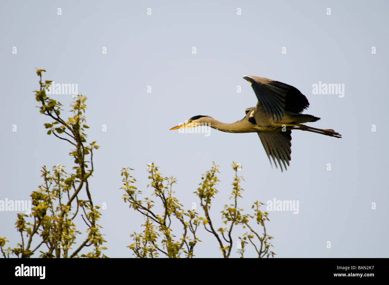 Grey Heron in flight Stock Photo - Alamy