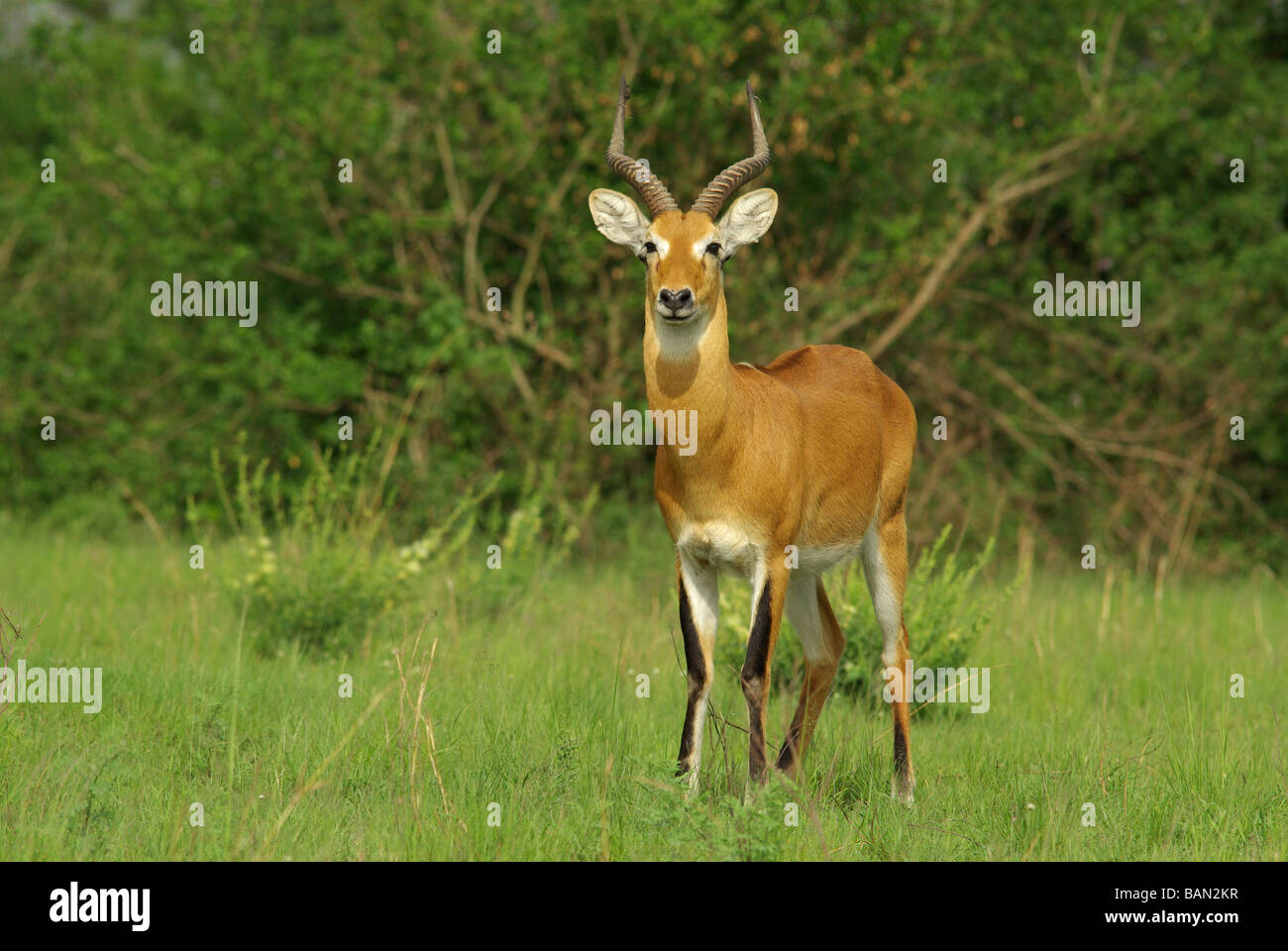 Ugandan kob hi-res stock photography and images - Alamy