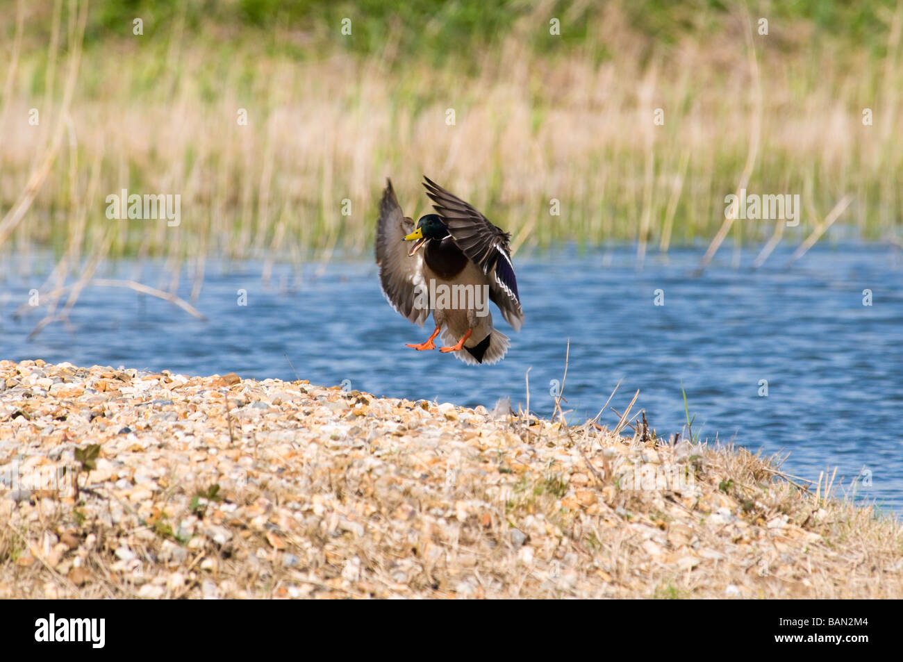 Mallard Duck landing Stock Photo - Alamy