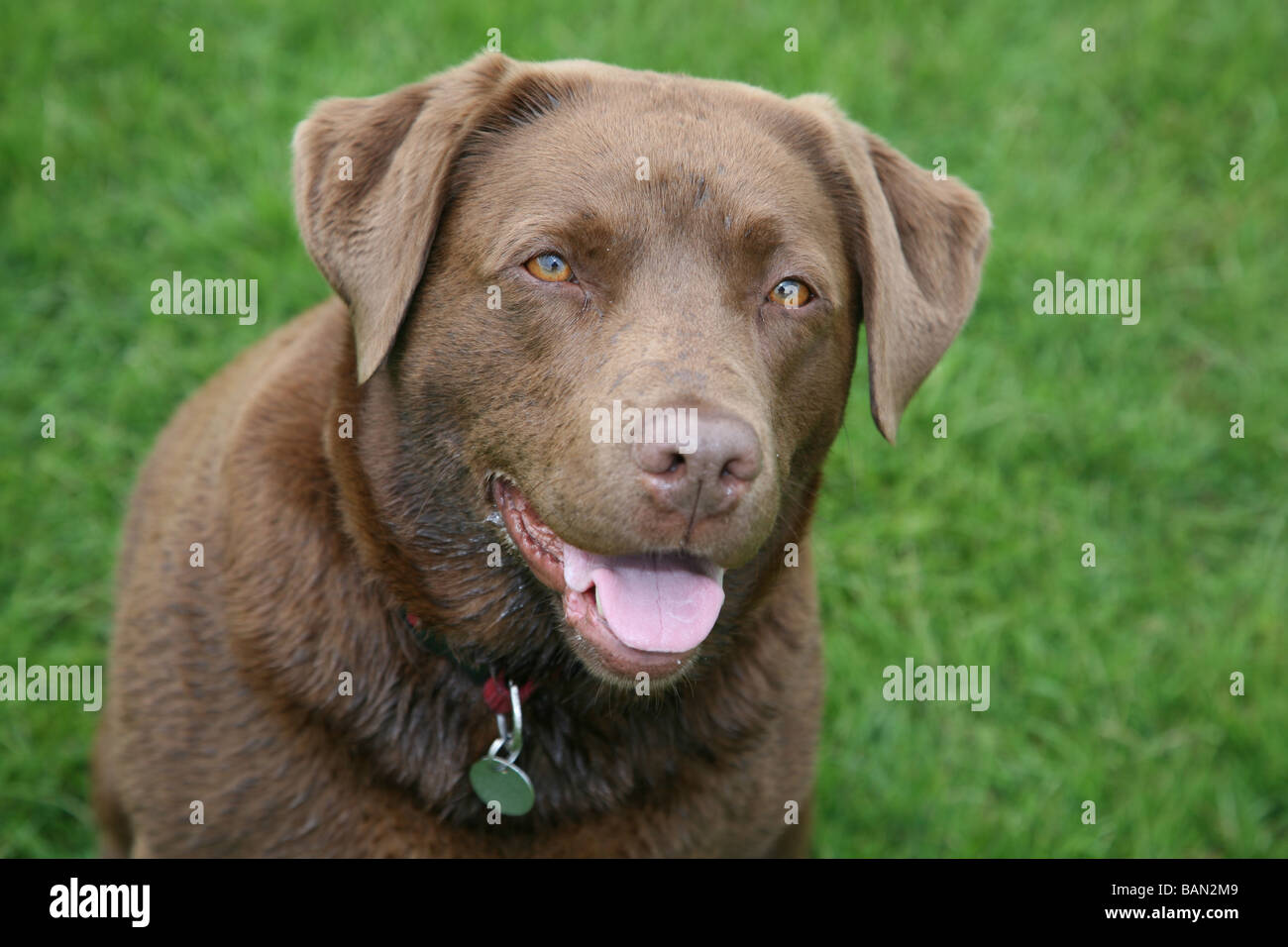 Fat labrador hi-res stock photography and images - Alamy
