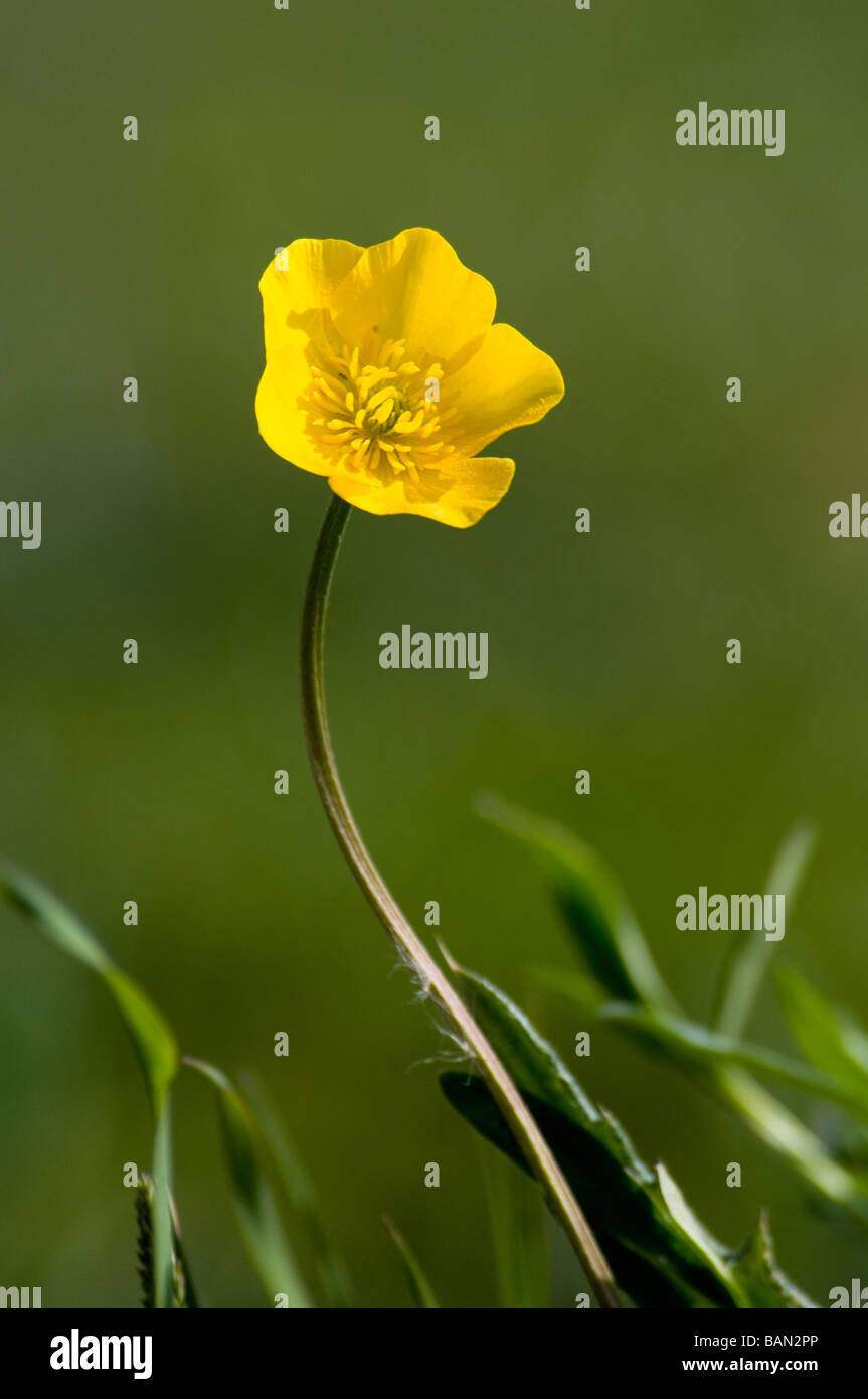 Ranunculus bulbosus bulbous buttercup hi-res stock photography and ...