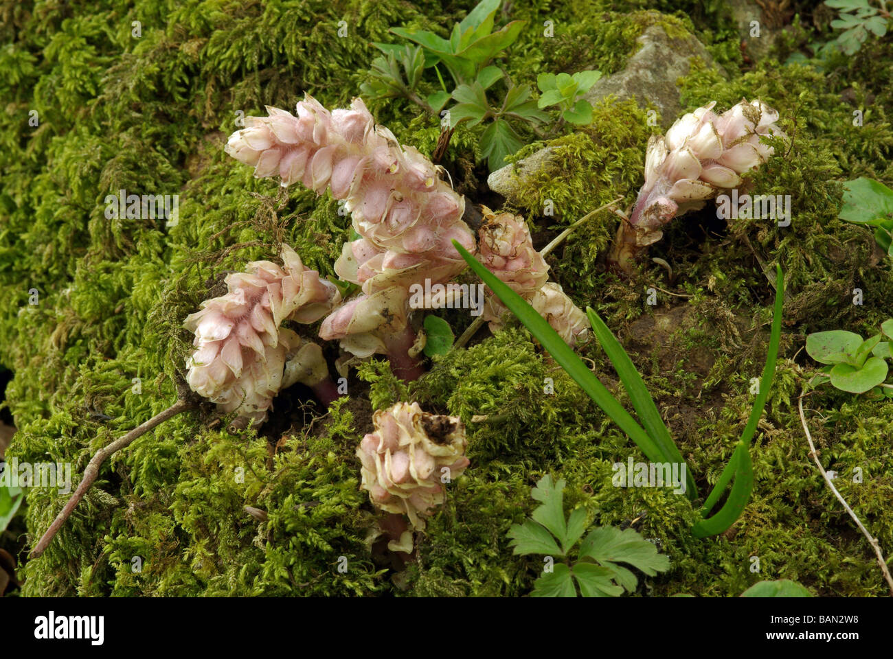 Toothwort - Lathraea squamaria Stock Photo - Alamy