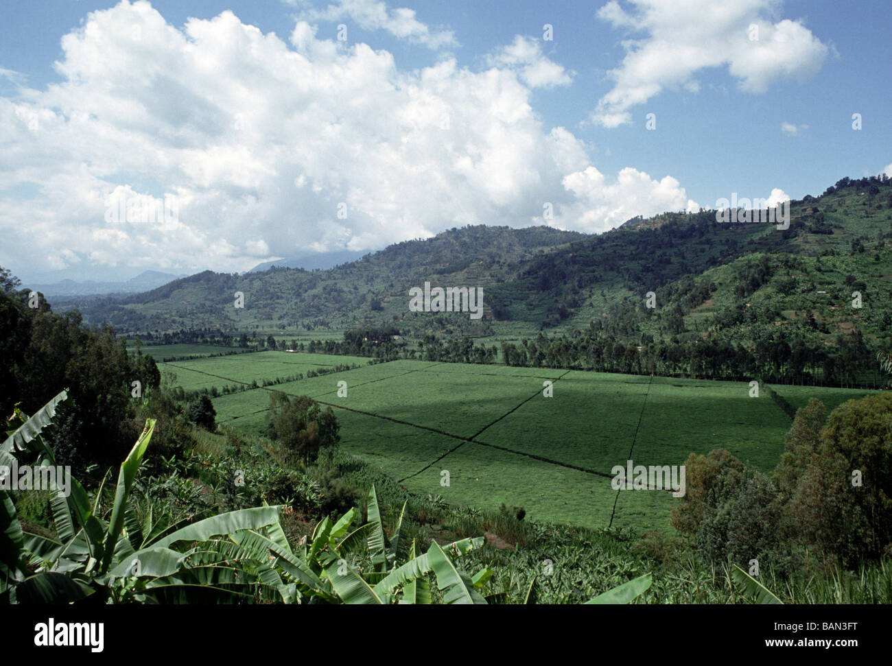Tea estates near Gishwati forest western Rwanda Stock Photo - Alamy