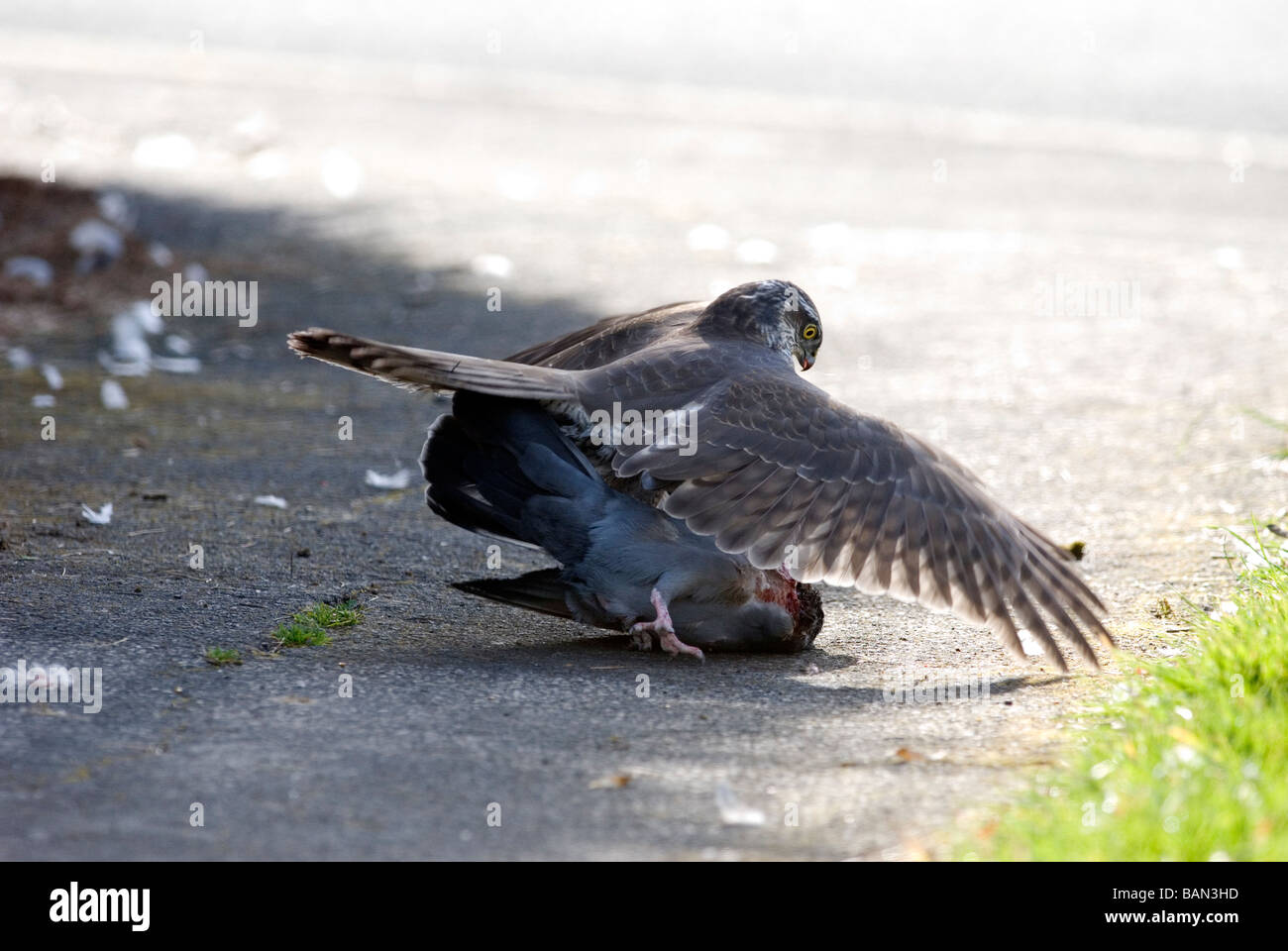 A female Sparrowhawk in a suburban street in England eating a feral ...