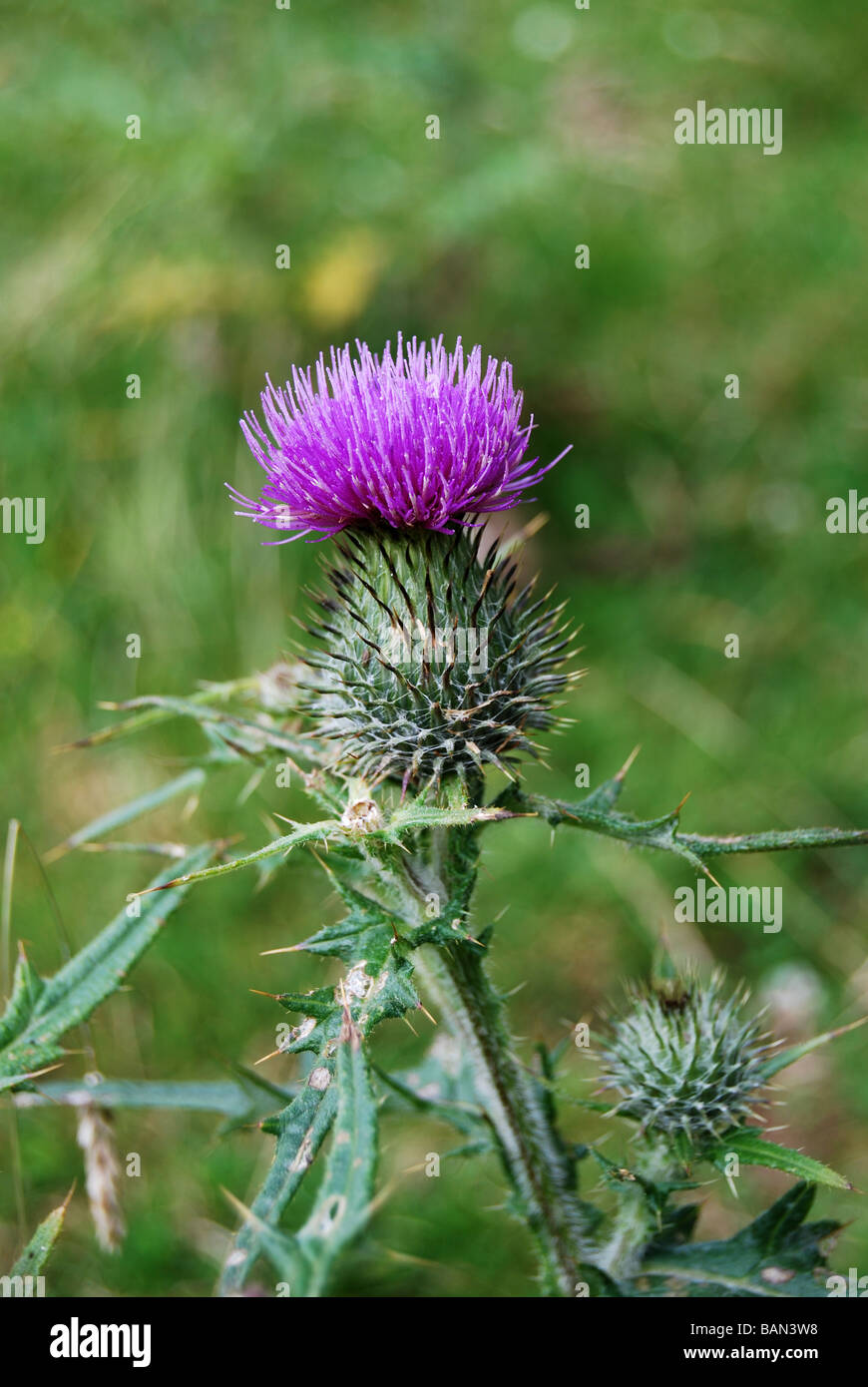 The quantock hills hi-res stock photography and images - Alamy