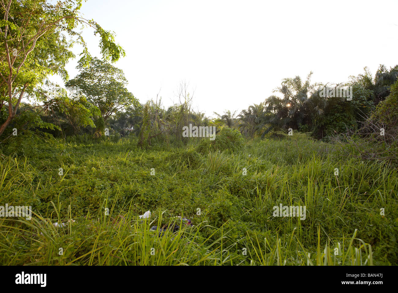 thick growth of grass Stock Photo - Alamy