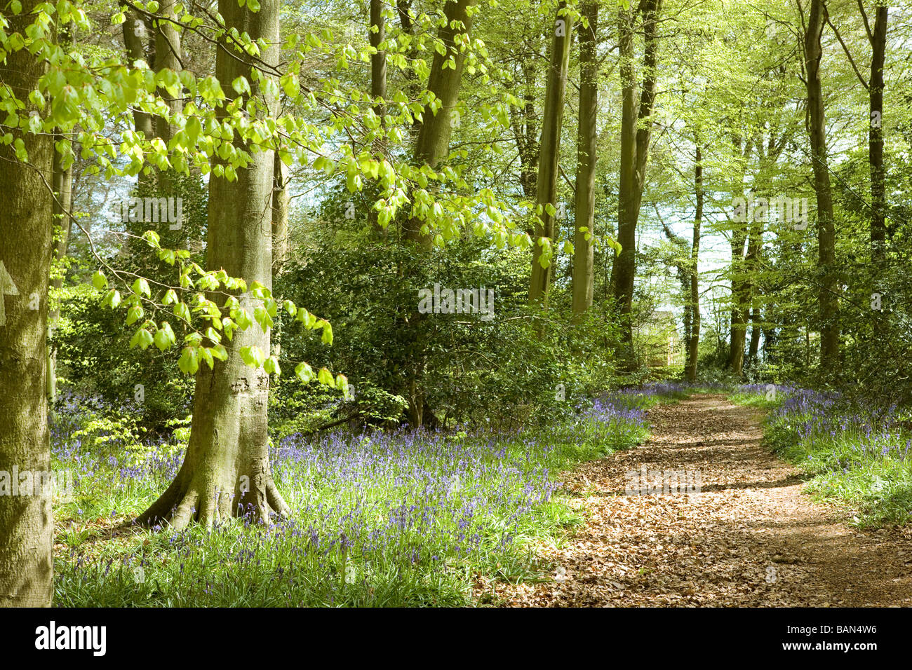 path leading through woodland in the English countryside in Oxfordshire ...