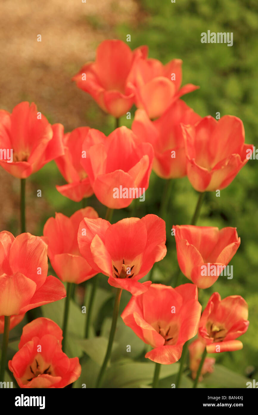 Tulips growing in an English Country Garden Stock Photo - Alamy