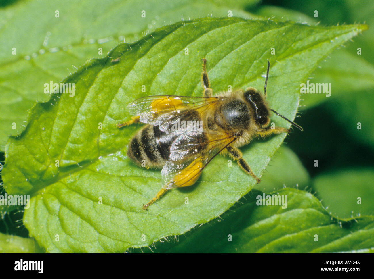 honey bee Apis mellifica Stock Photo - Alamy