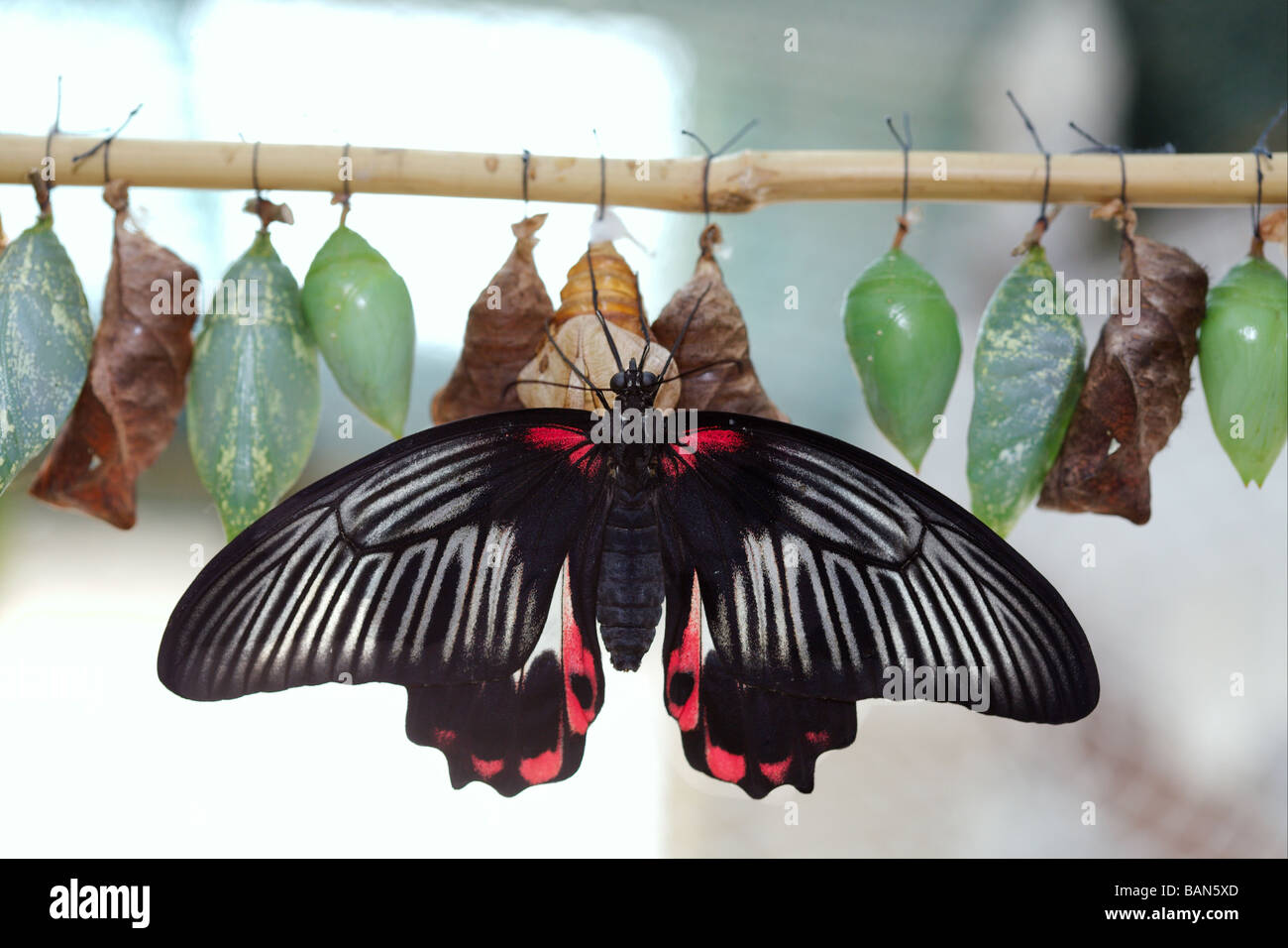 The beautiful butterfly is considered a symbol of love Stock Photo - Alamy