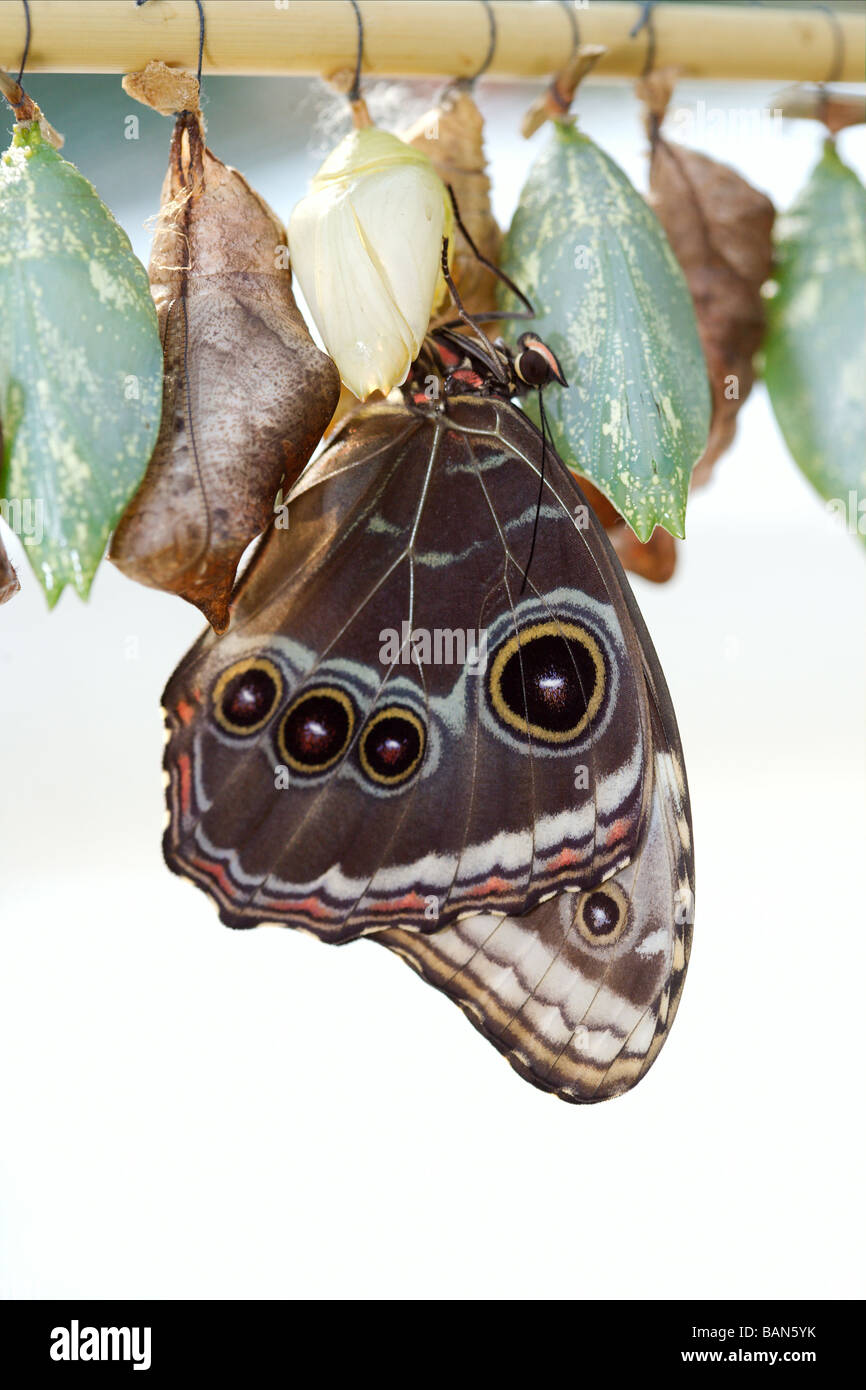 The beautiful butterfly is considered a symbol of love Stock Photo - Alamy