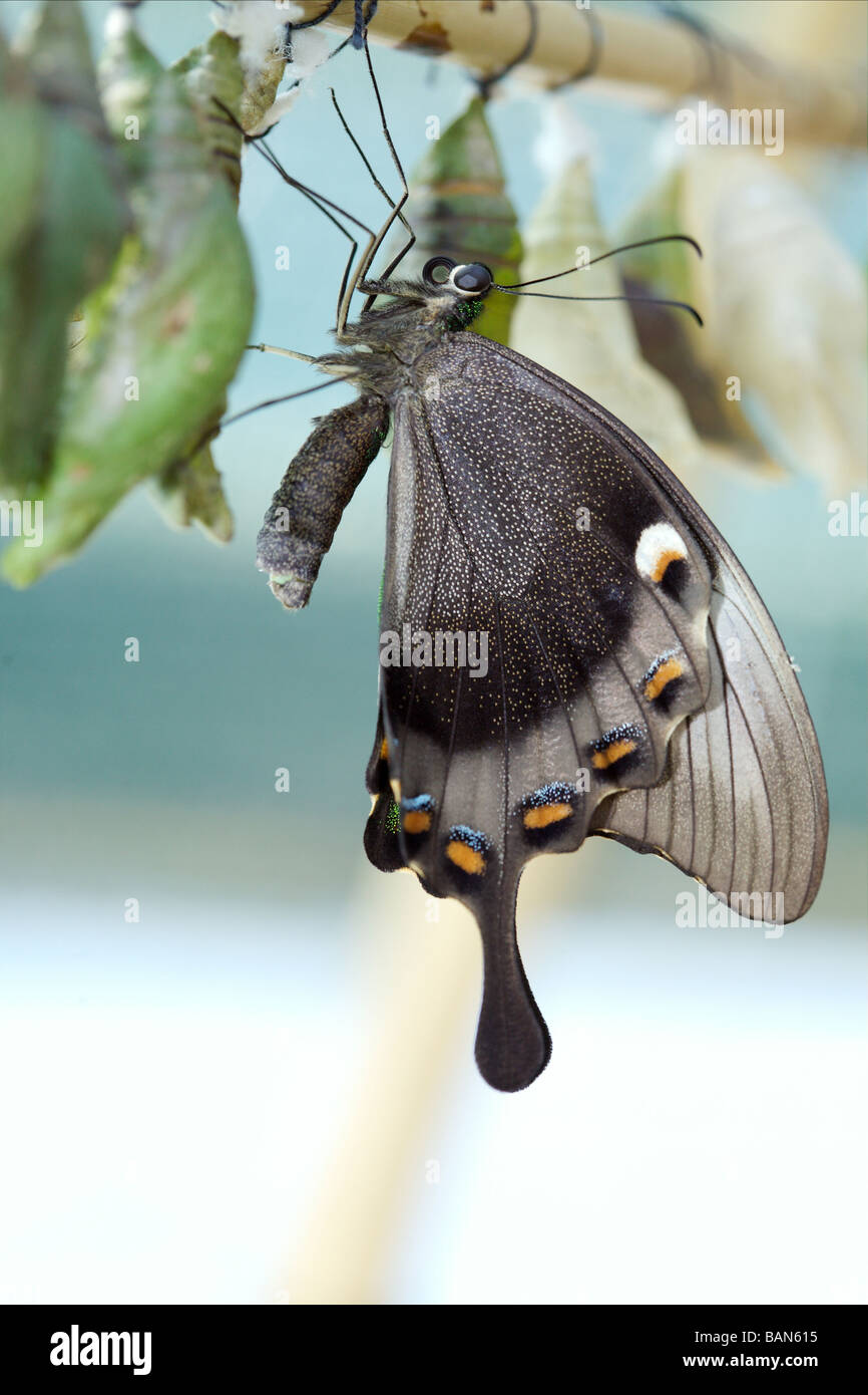 The beautiful butterfly is considered a symbol of love Stock Photo - Alamy