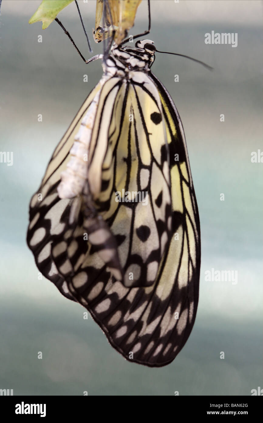 The beautiful butterfly is considered a symbol of love Stock Photo - Alamy
