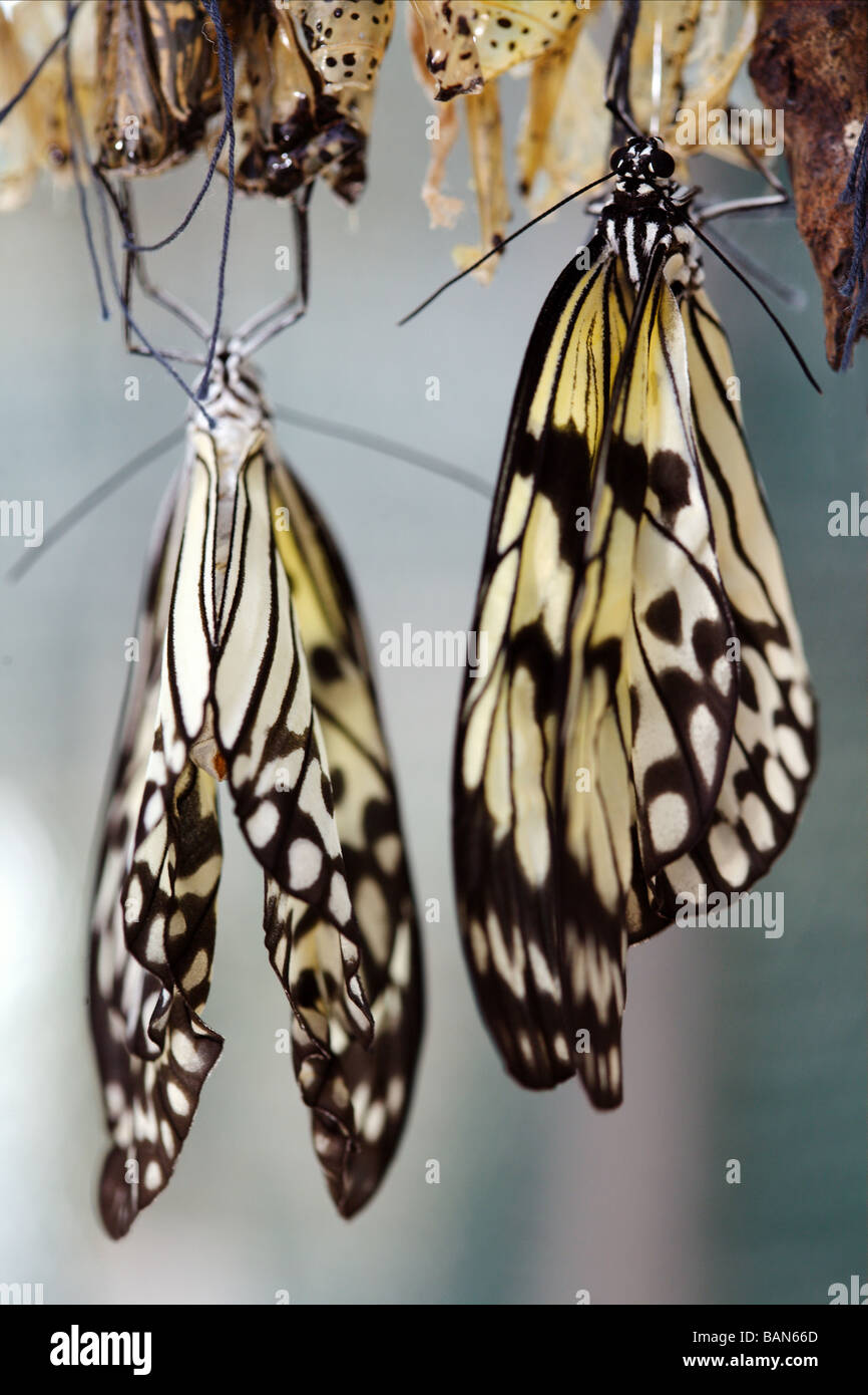 The beautiful butterfly is considered a symbol of love Stock Photo - Alamy
