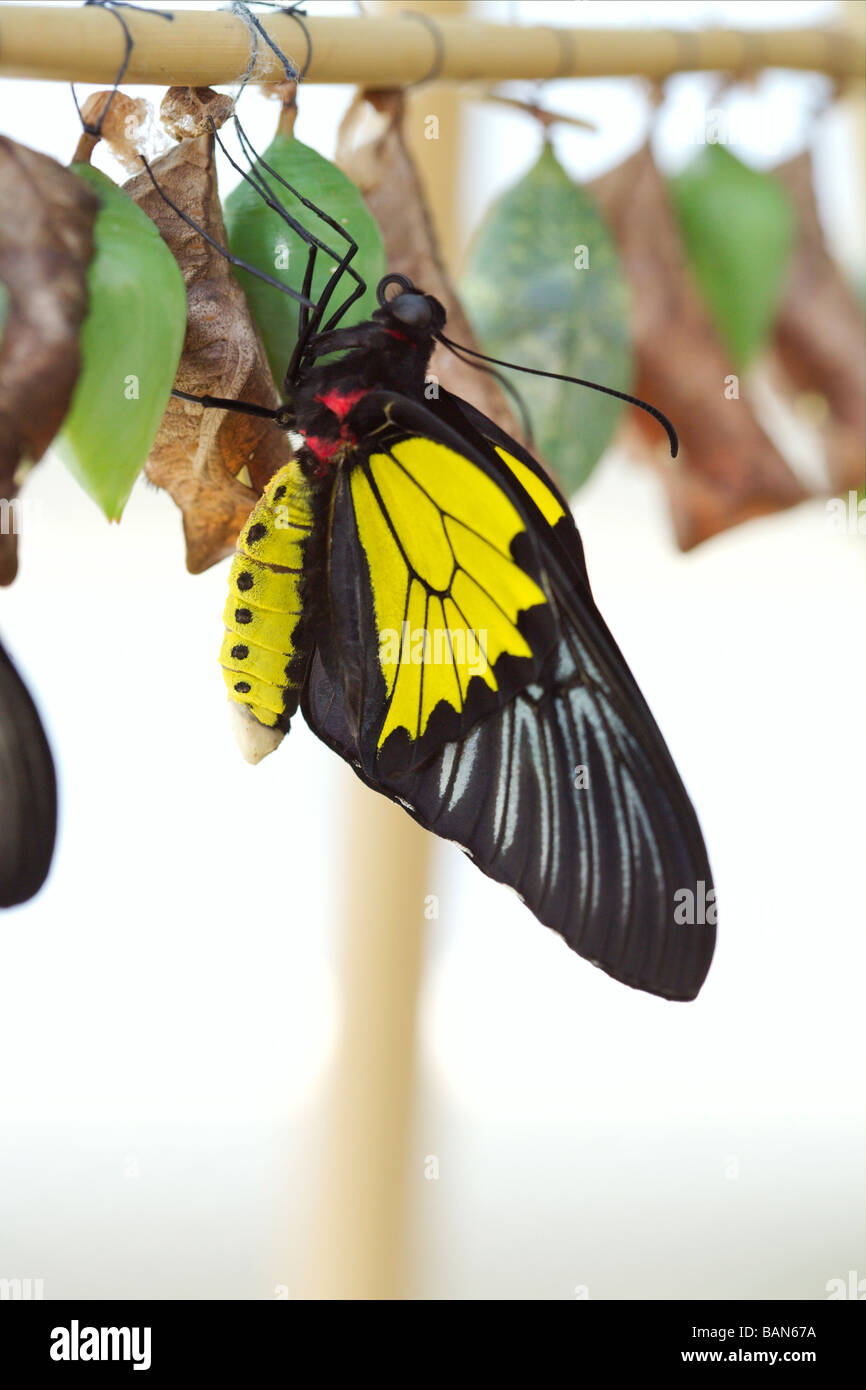 The beautiful butterfly is considered a symbol of love Stock Photo - Alamy