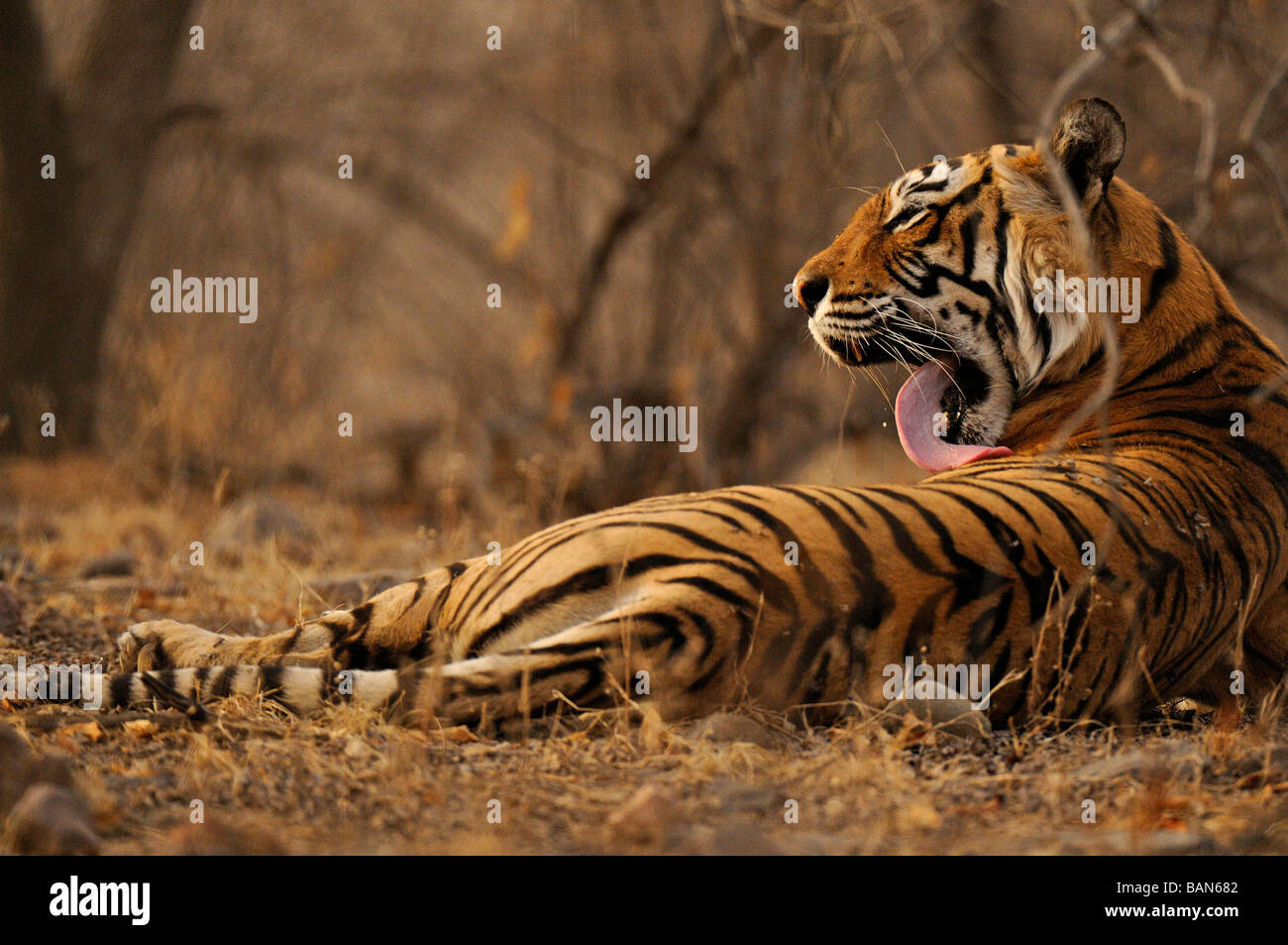 Wild Tiger preening herself by licking the fur in the dry deciduous ...