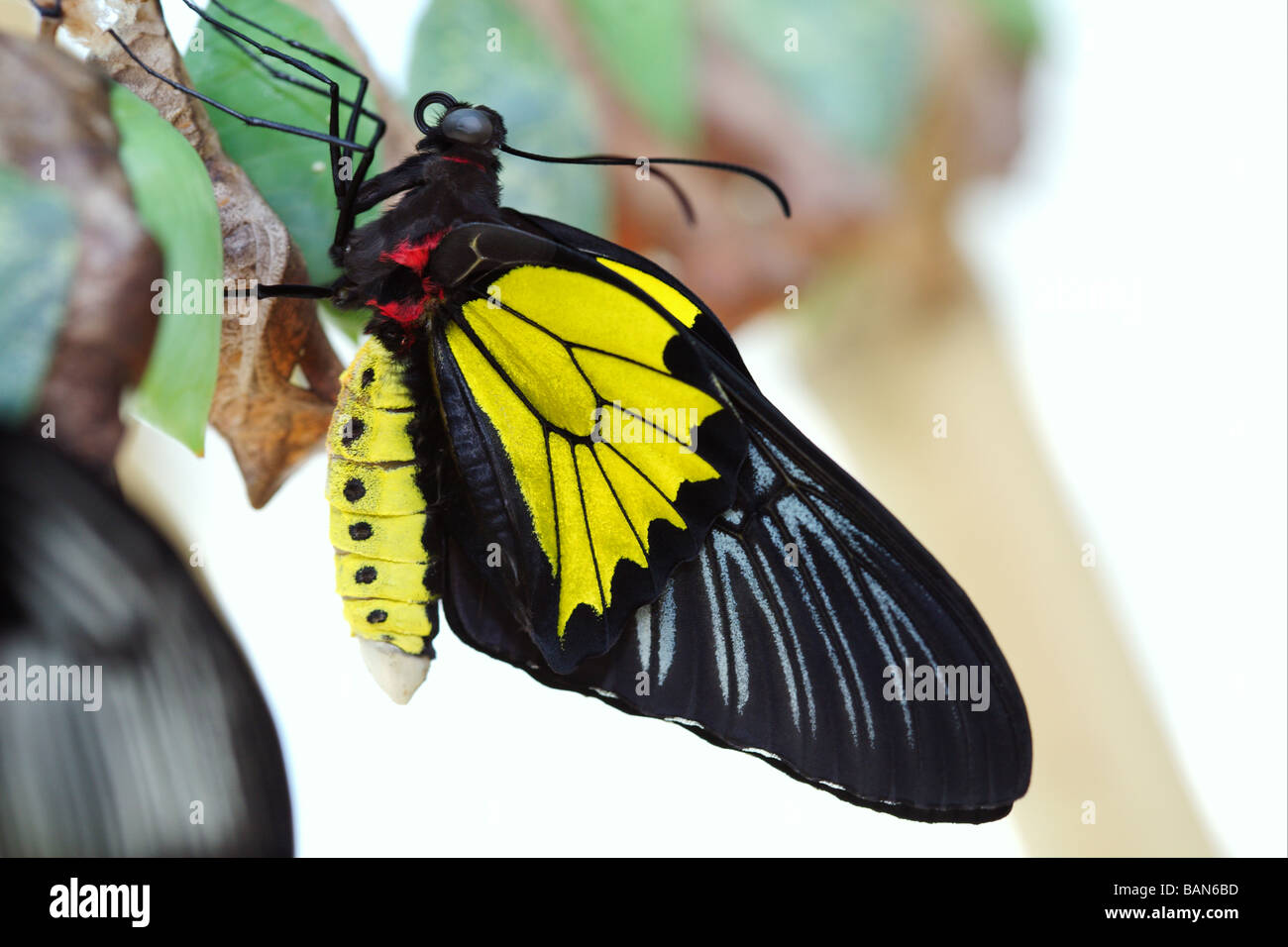 The beautiful butterfly is considered a symbol of love Stock Photo - Alamy