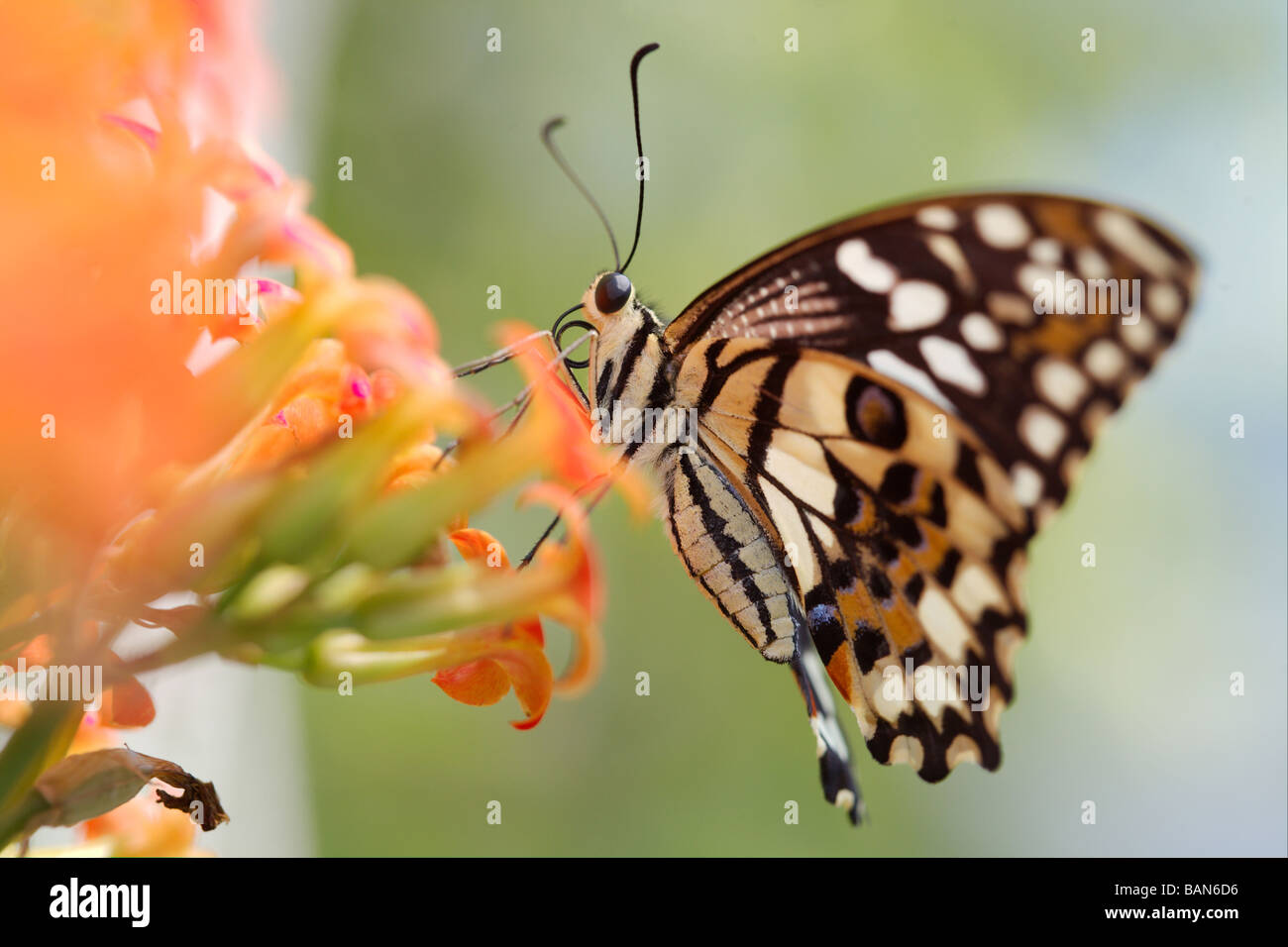 The beautiful butterfly is considered a symbol of love Stock Photo - Alamy