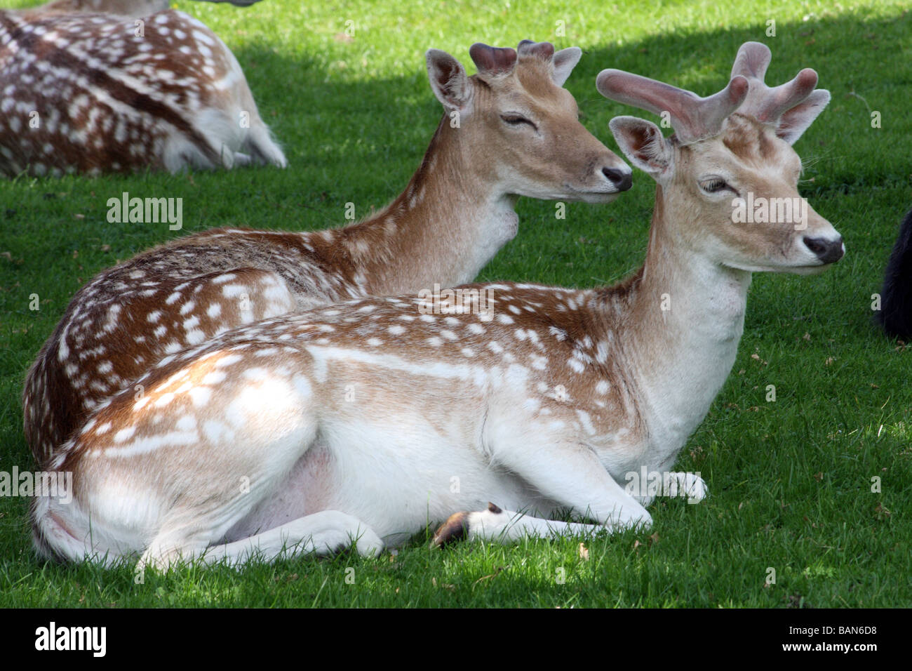 Two young deer sitting on the grass in the shade Stock Photo - Alamy