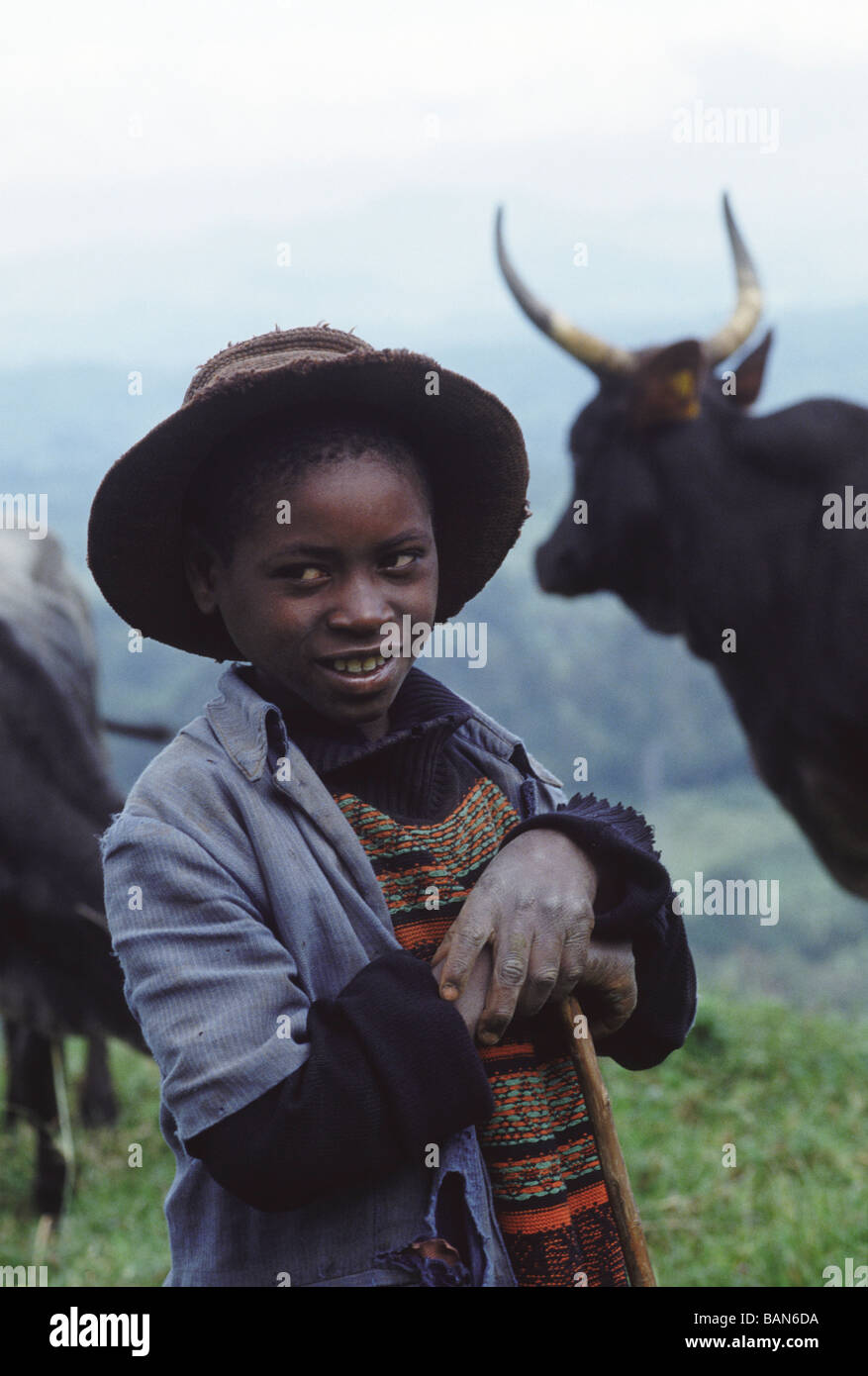 Tutsi rwanda cattle hi-res stock photography and images - Alamy
